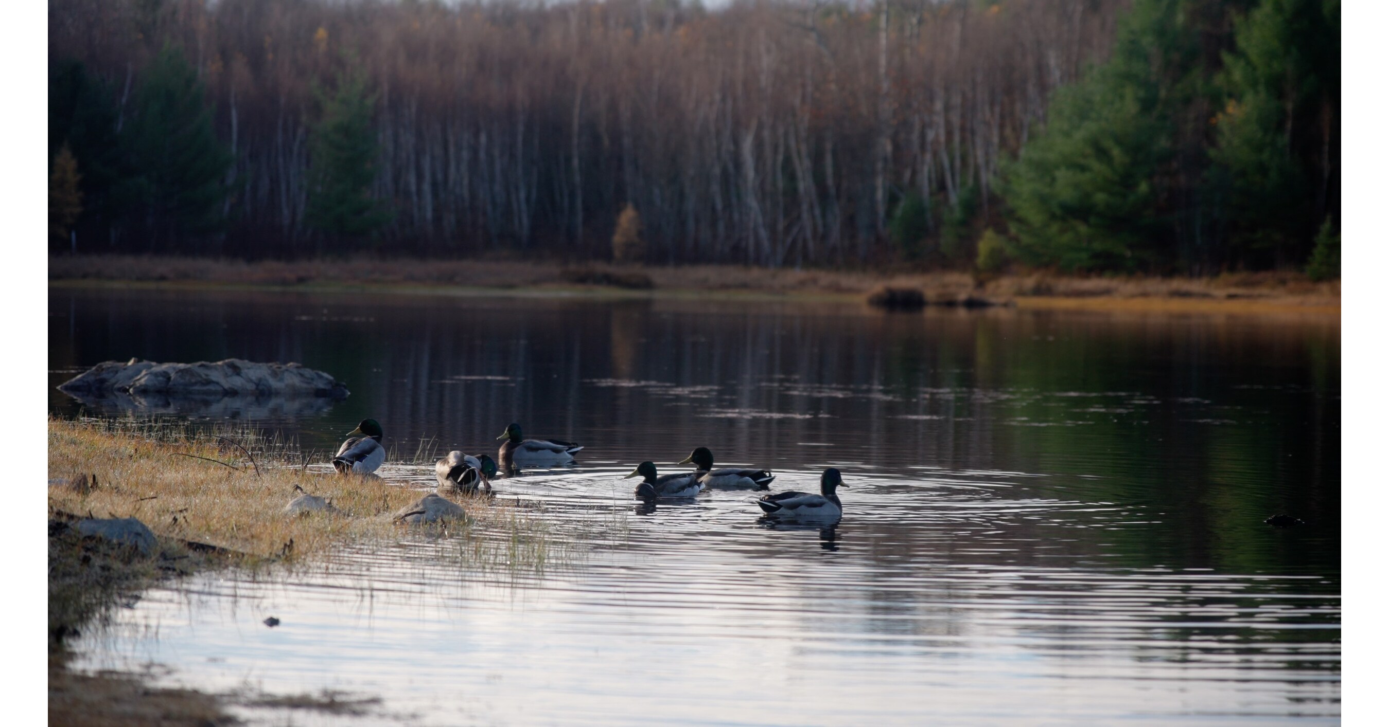 Ducks Unlimited Canada and Conservation Sudbury revitalize Lake ...