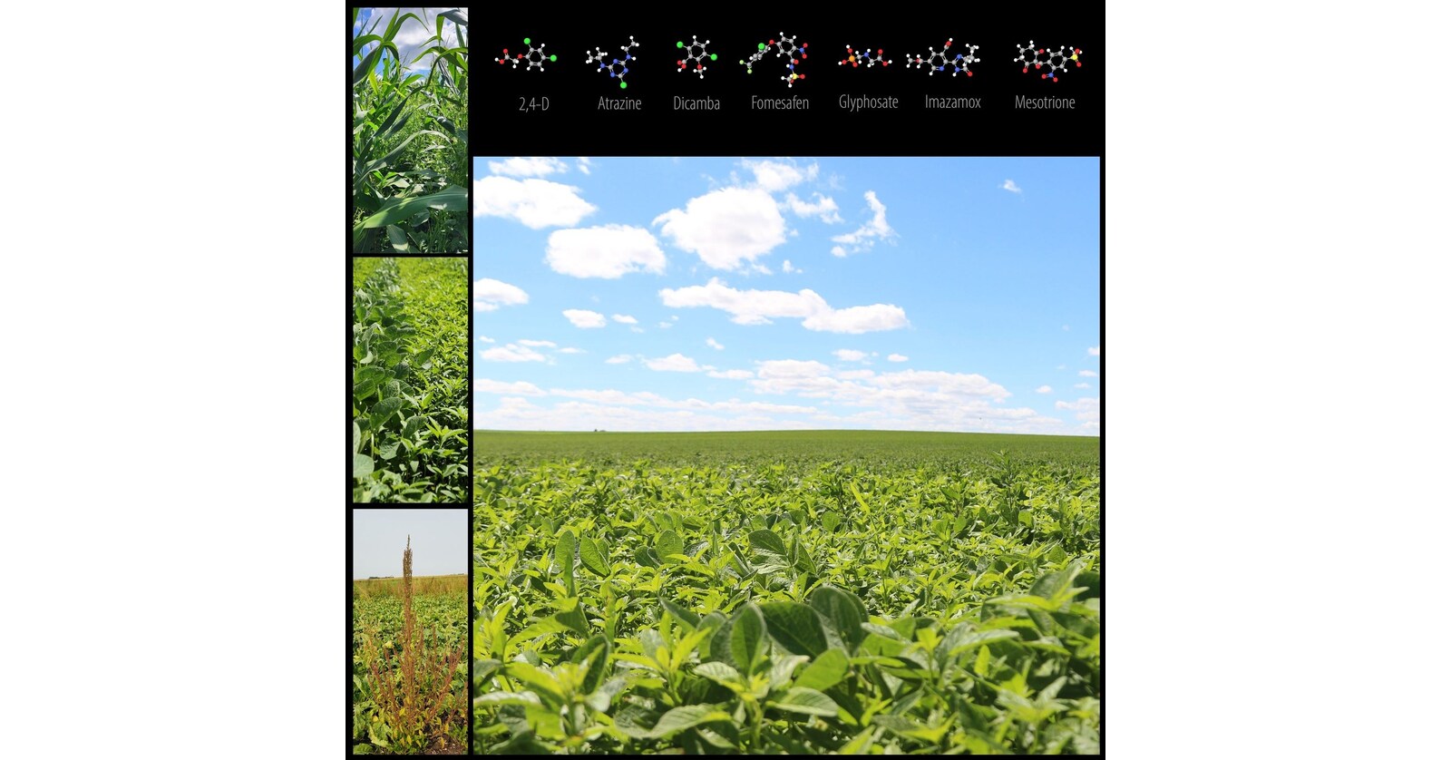 Study Shows Seed Impact Mills Clobber Waterhemp Seed Viability