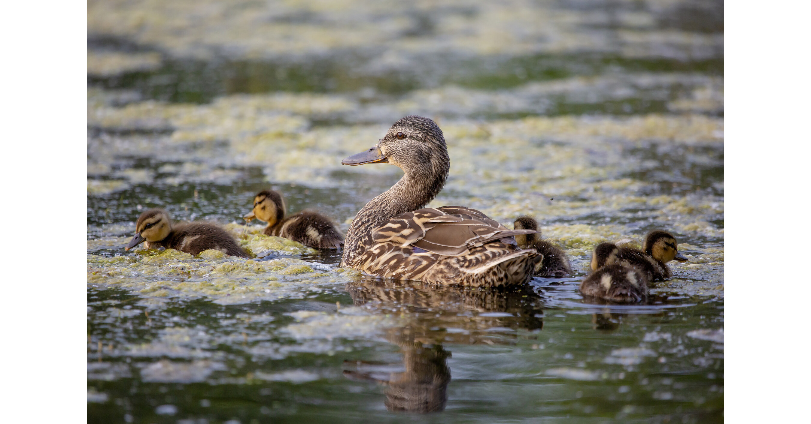 Ducks Unlimited Canada and partners celebrate - 'Wetlands at work' on ...