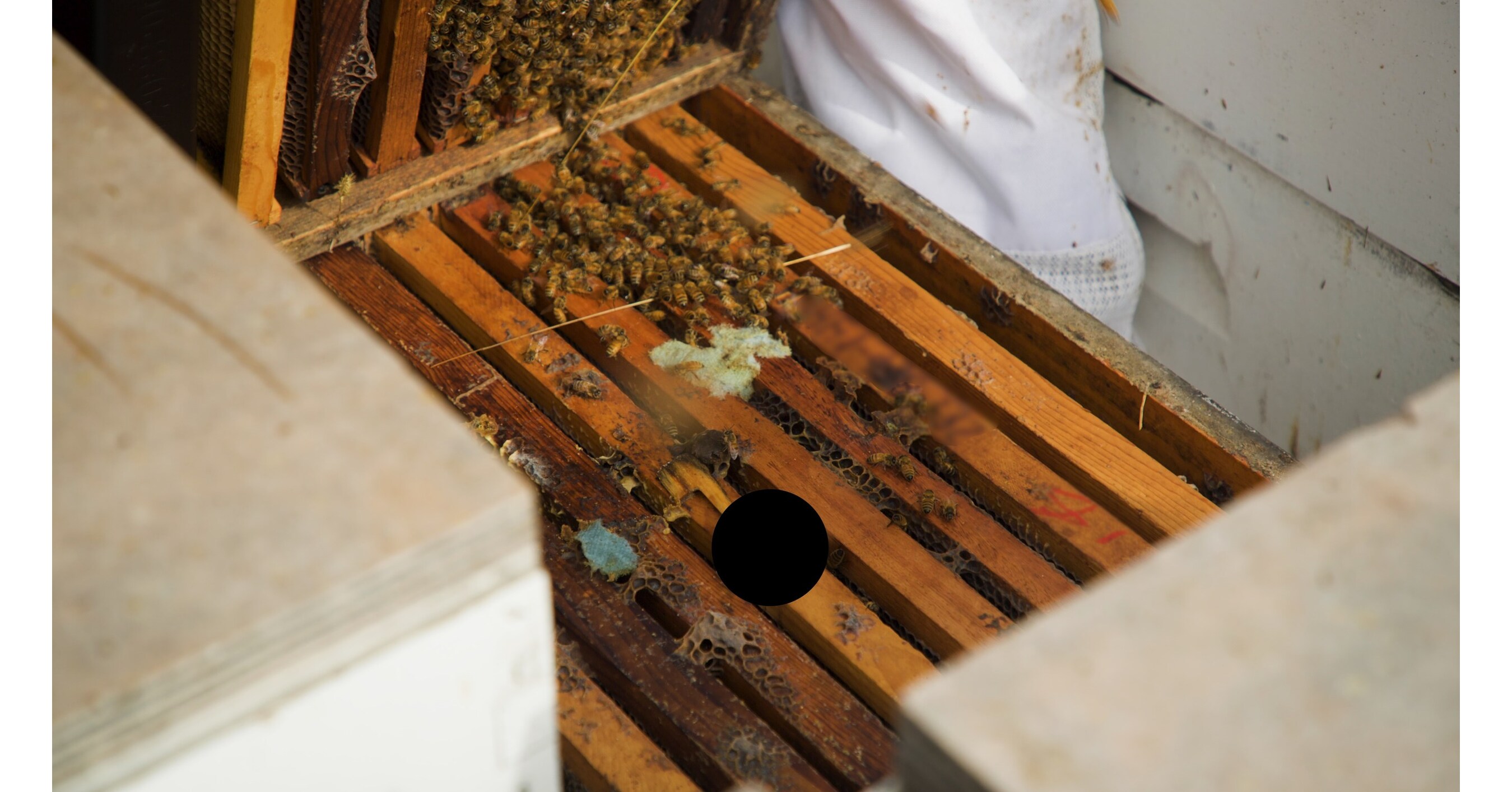 Beekeeping Industry Faces Crisis as Unprecedented Bee Die Off Threatens ...