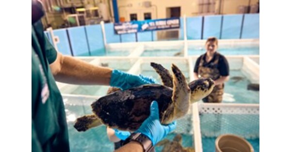 Johnny Morris' Sea Turtle Center at Wonders of Wildlife Welcomes Fifth Group of Critically Ill ...