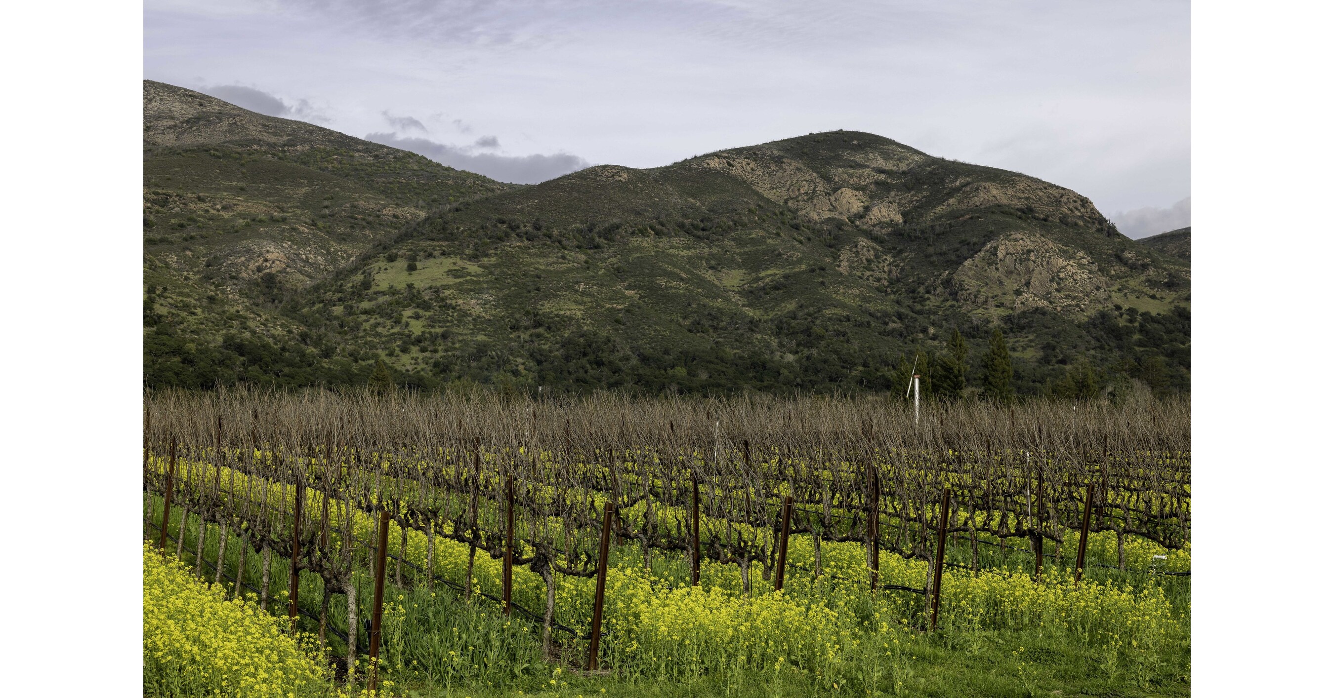 Stag's Leap Wine Cellars Acquires Arcadia Vineyard in Coombsville AVA