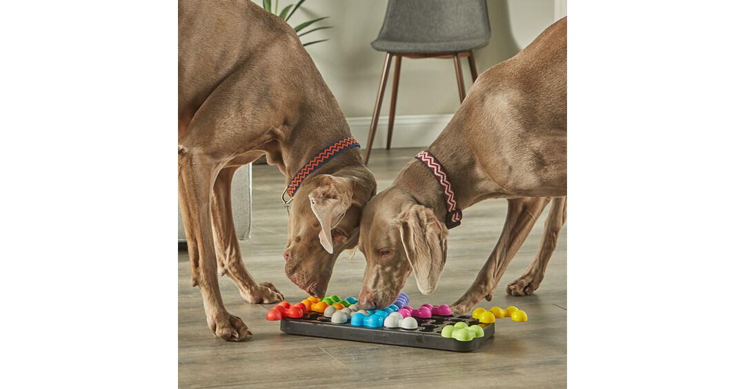Brightkins Unleashes Kanoodle Dog Edition: The Ultimate Brain-Boosting ...