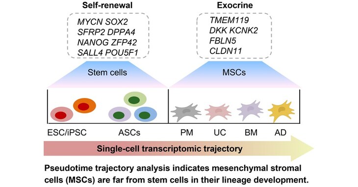 The debate on MSCs is over; it's time to promote MSC therapy in practice