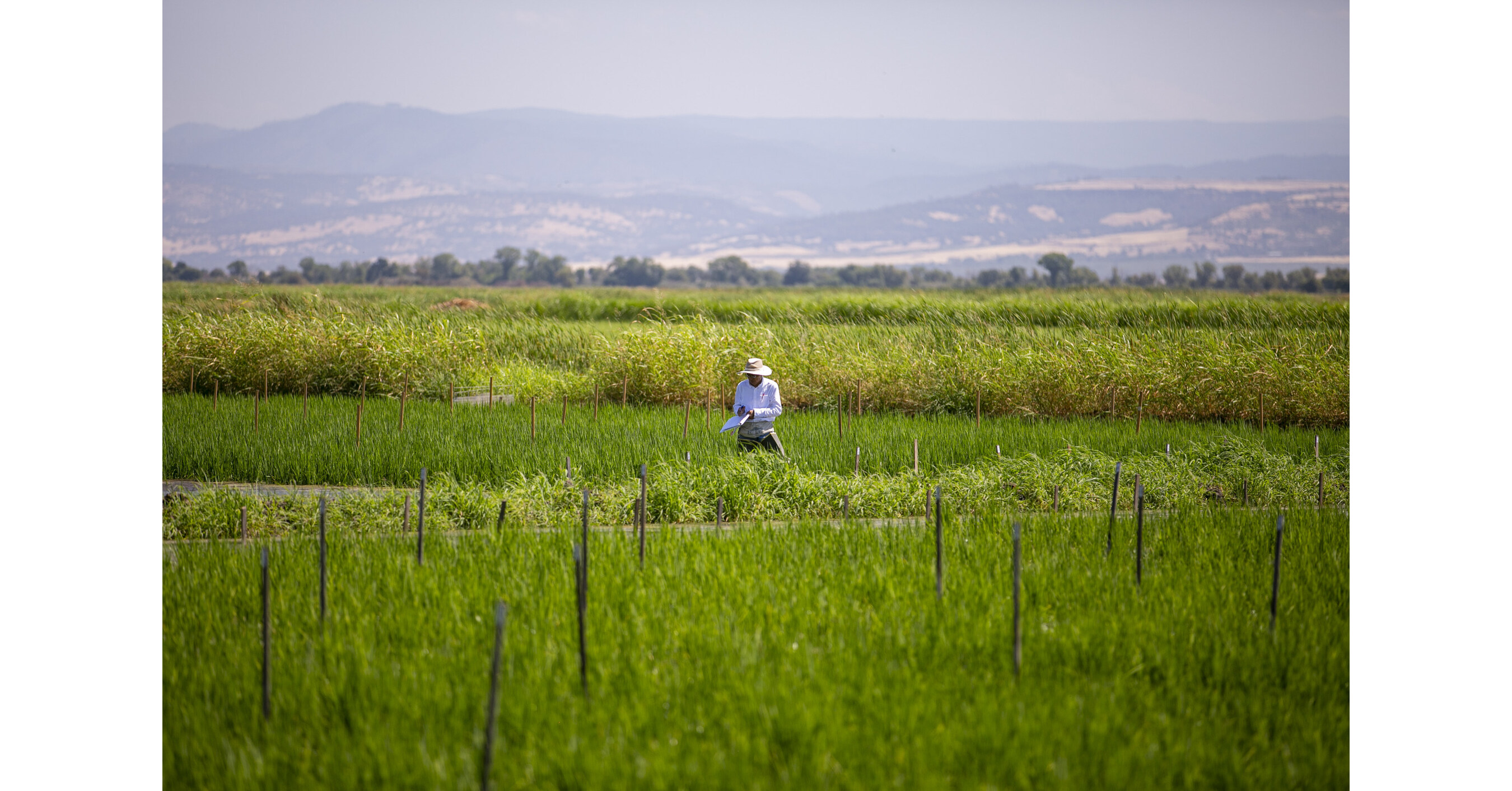Lundberg Family Farms Accelerates Research & Development of Climate ...