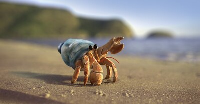 'Zuzu' the Hermit Crab is on a Mission to Reduce Plastic Waste by ...