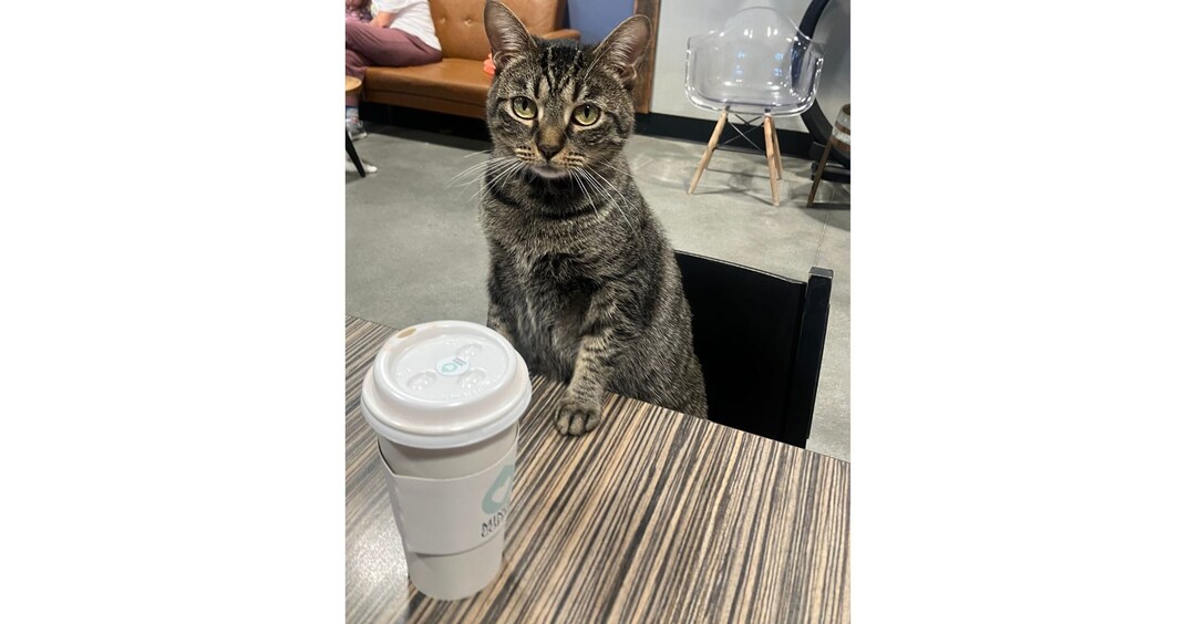 Cat Cafés: The Purr-fect Third Space for Community, Connection, and ...