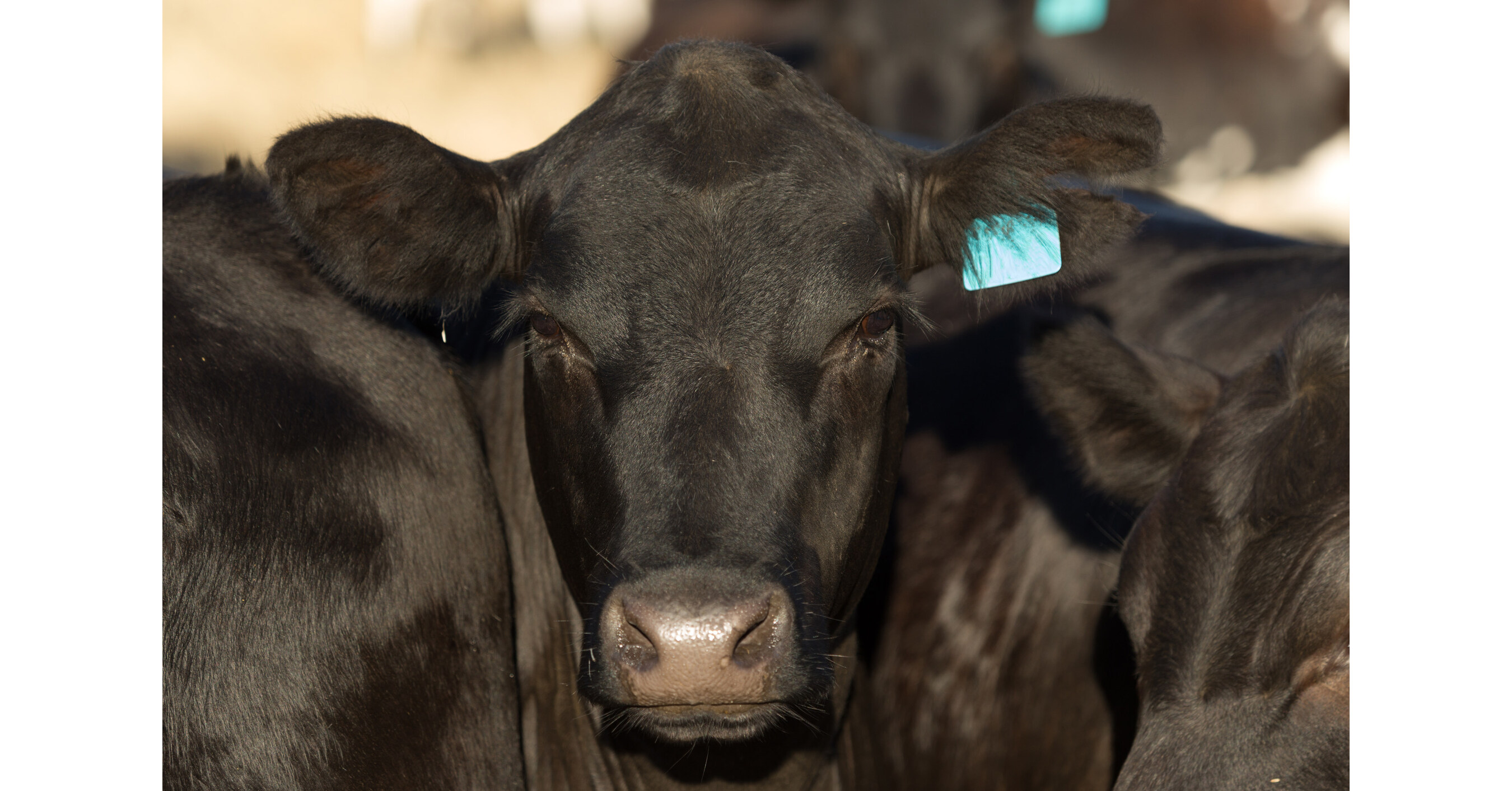 Rumin8 achieves a 95.2% methane reduction in cattle trial at UC Davis