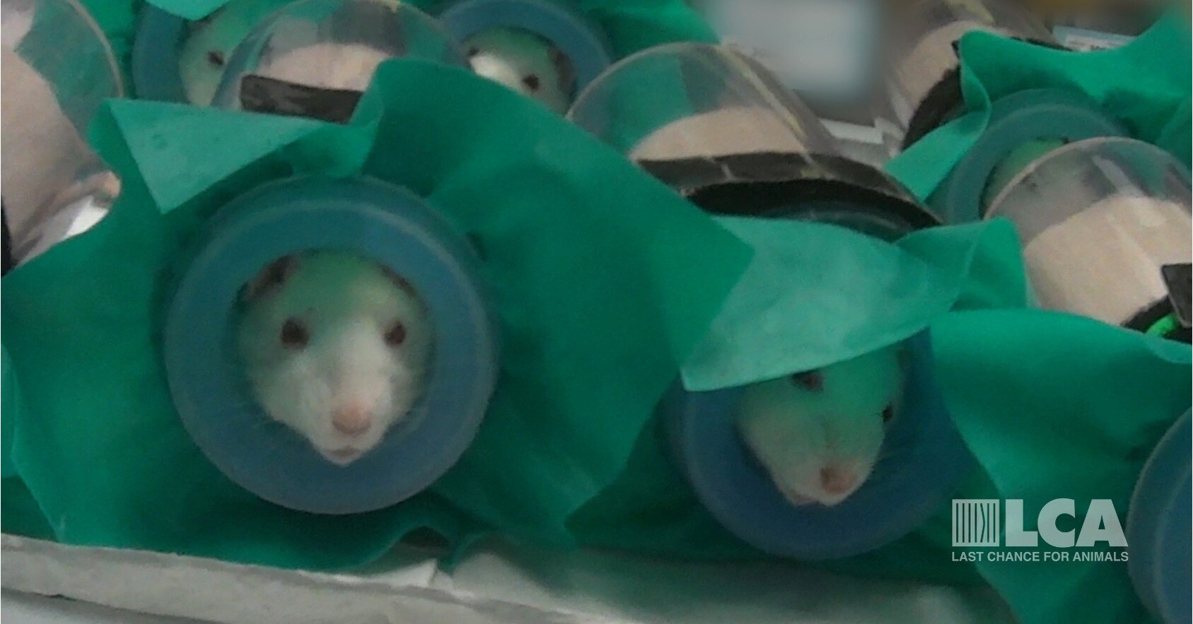 Last Chance for Animals Investigation Exposes Suffering of Rats in ...