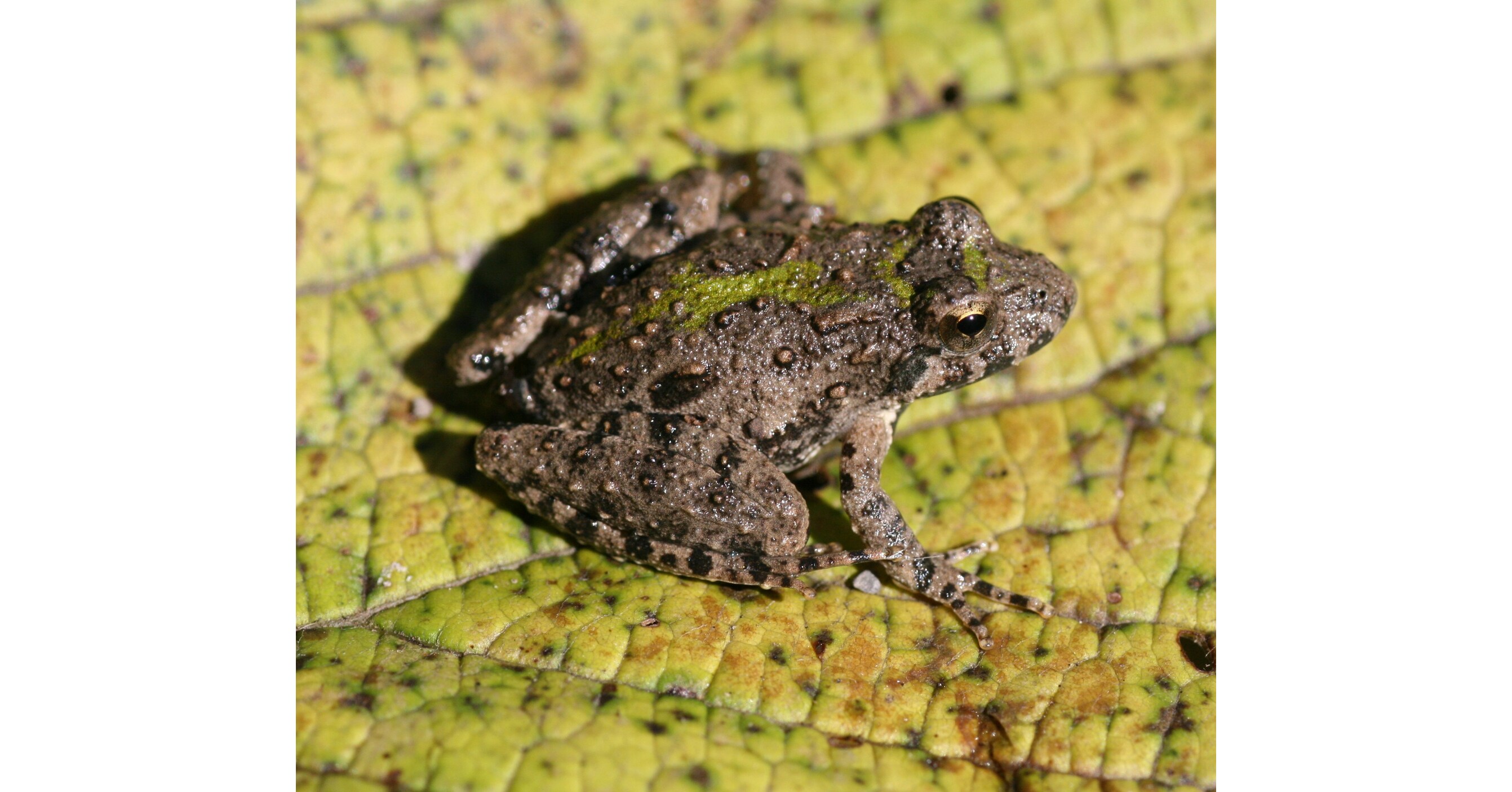 World Frog Day marks a leap backwards in Ontario