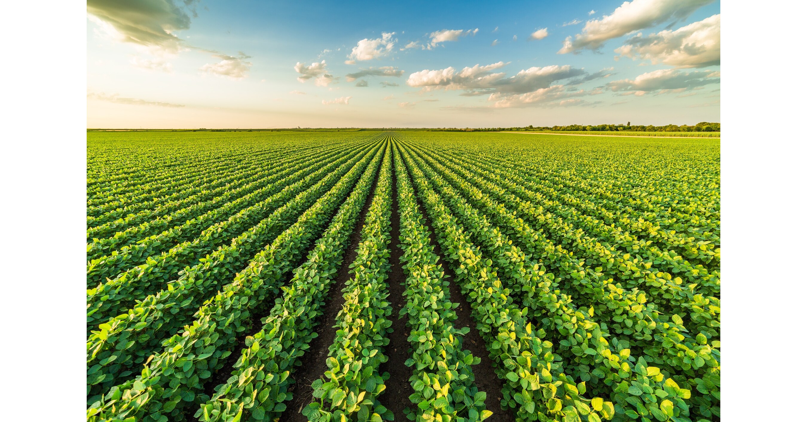 AI meets agriculture: Agmatix and BASF partner to develop Soybean Cyst ...