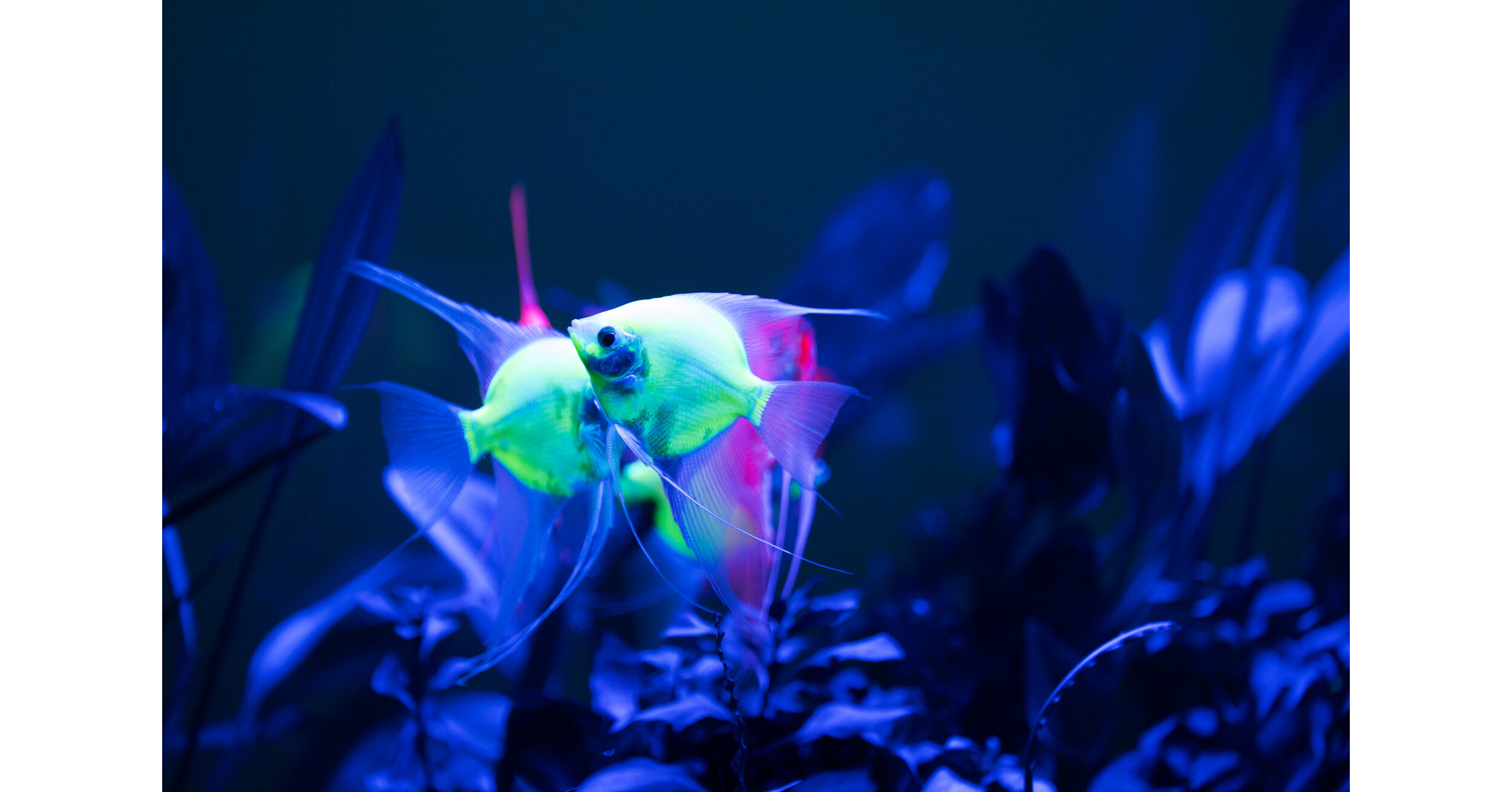 Bringing Color to Life®: GloFish® Brand Unveils New Electric Green ...