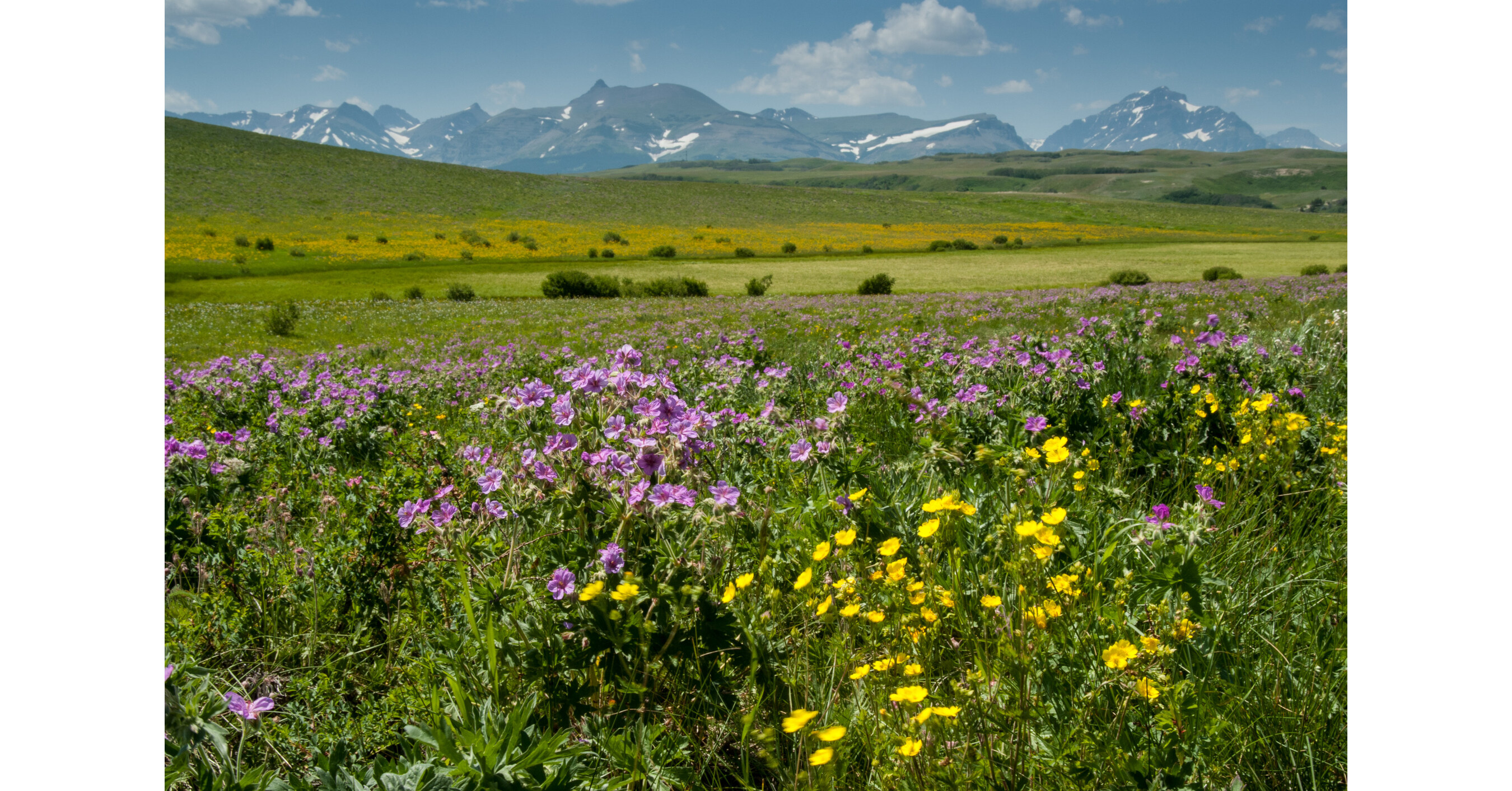Spring Showers Lead to Epic Montana Wildflowers: What to Know About ...