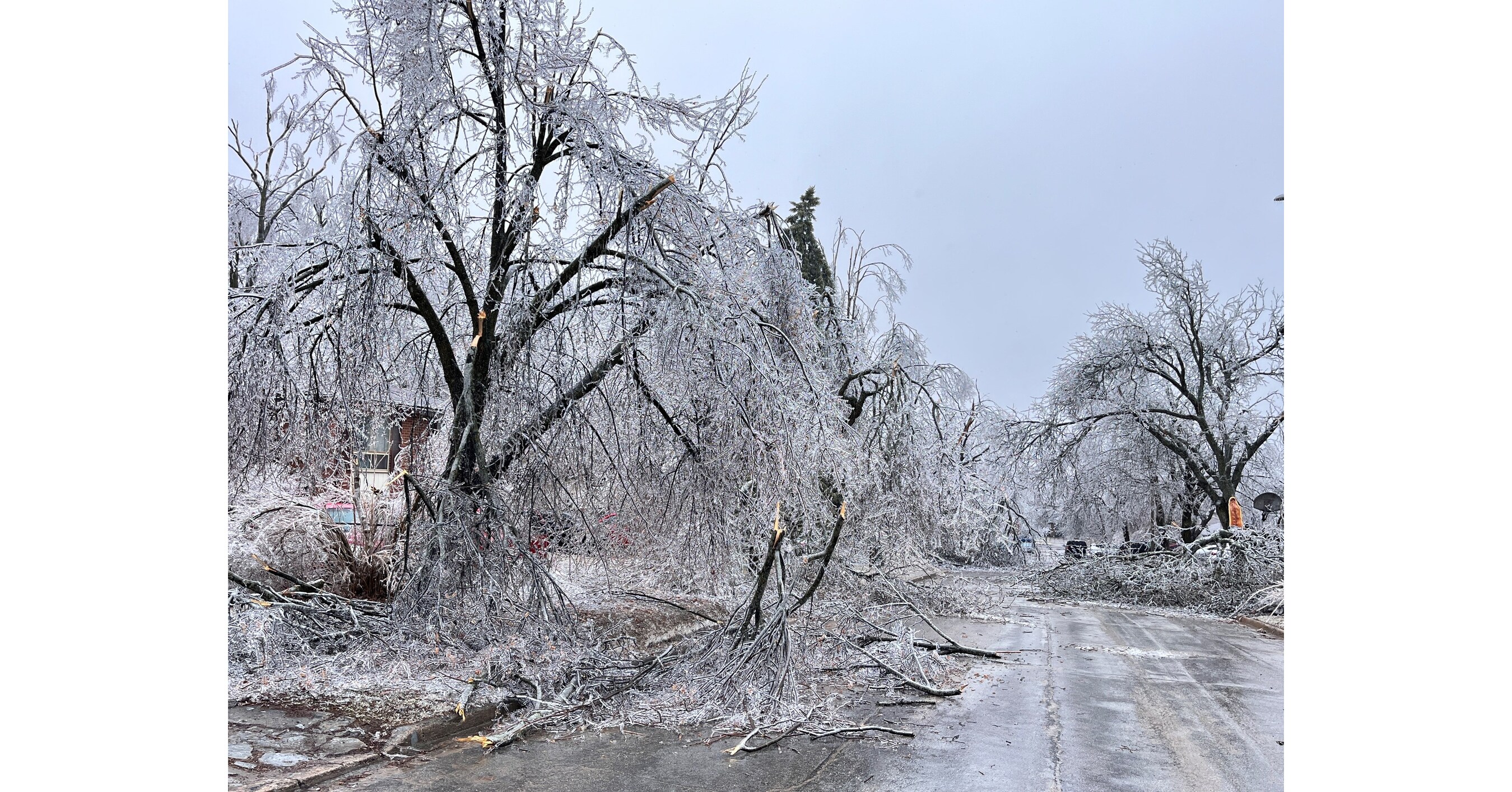 Caring for Trees After Ice Storms: Forests Canada Offers Guidance for ...