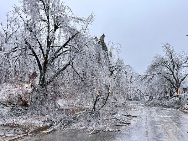 Caring for Trees After Ice Storms: Forests Canada Offers Guidance for ...