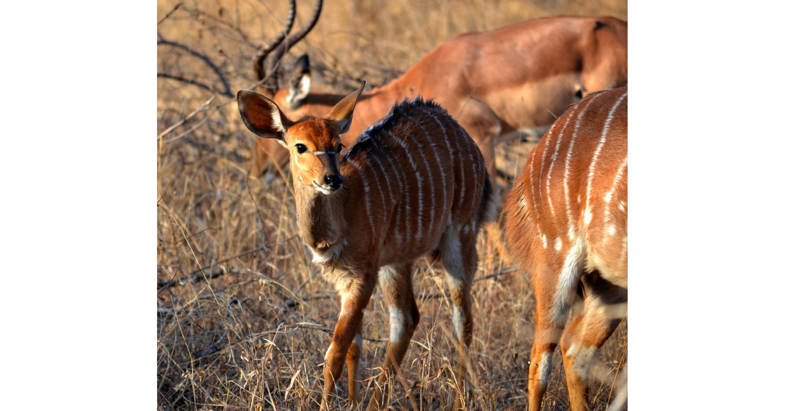 Special delivery: DHL Express flies 17 endangered Mountain Bongo ...