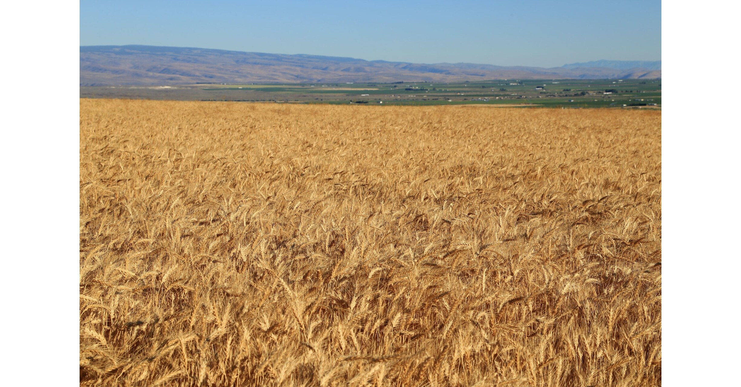 Cascade Milling Expands Organic Wheat and Flour Production Capacity to ...