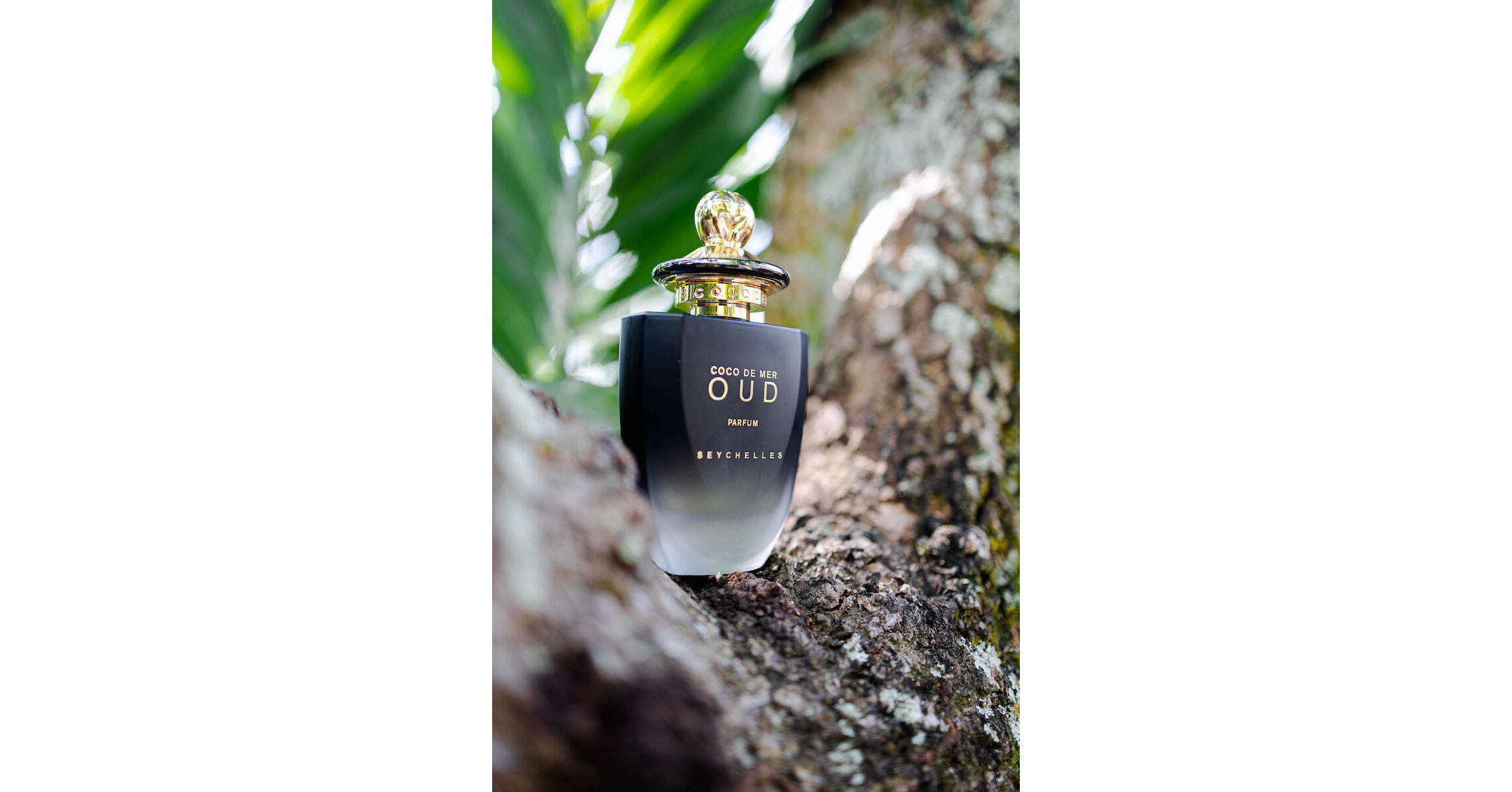 COCO DE MER COLLECTION: One of the Rarest and Most Precious Natural ...