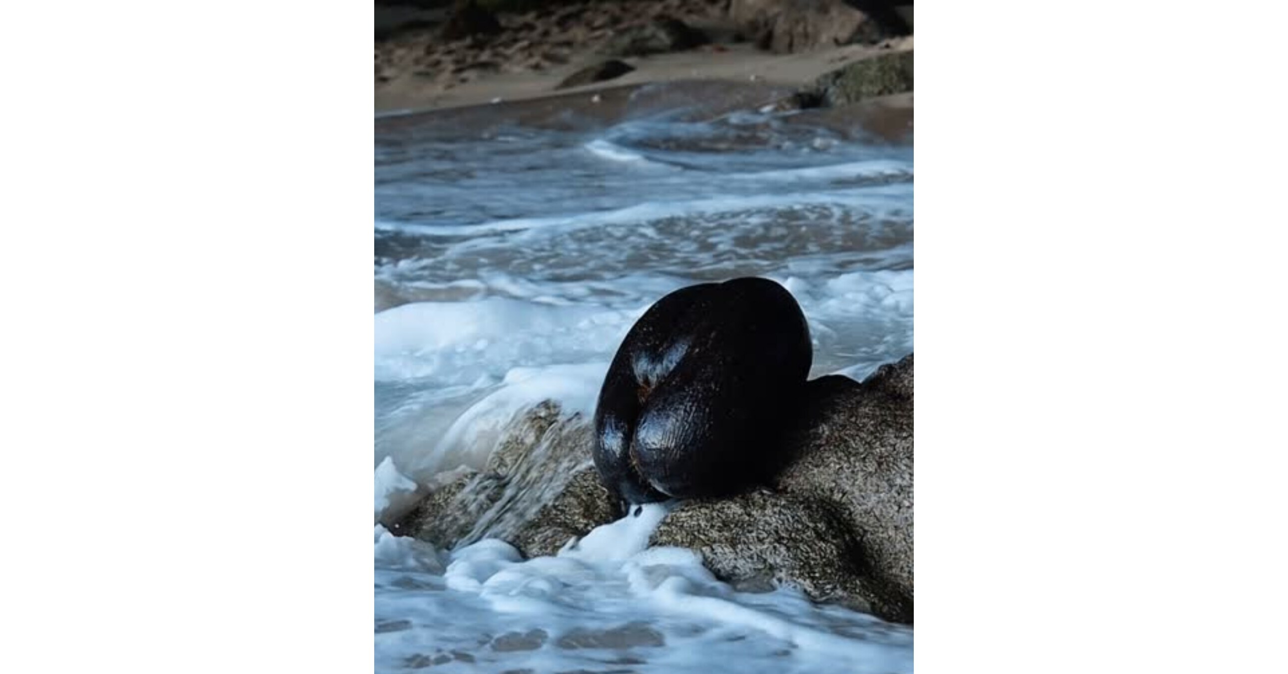 COCO DE MER COLLECTION: One of the Rarest and Most Precious Natural ...