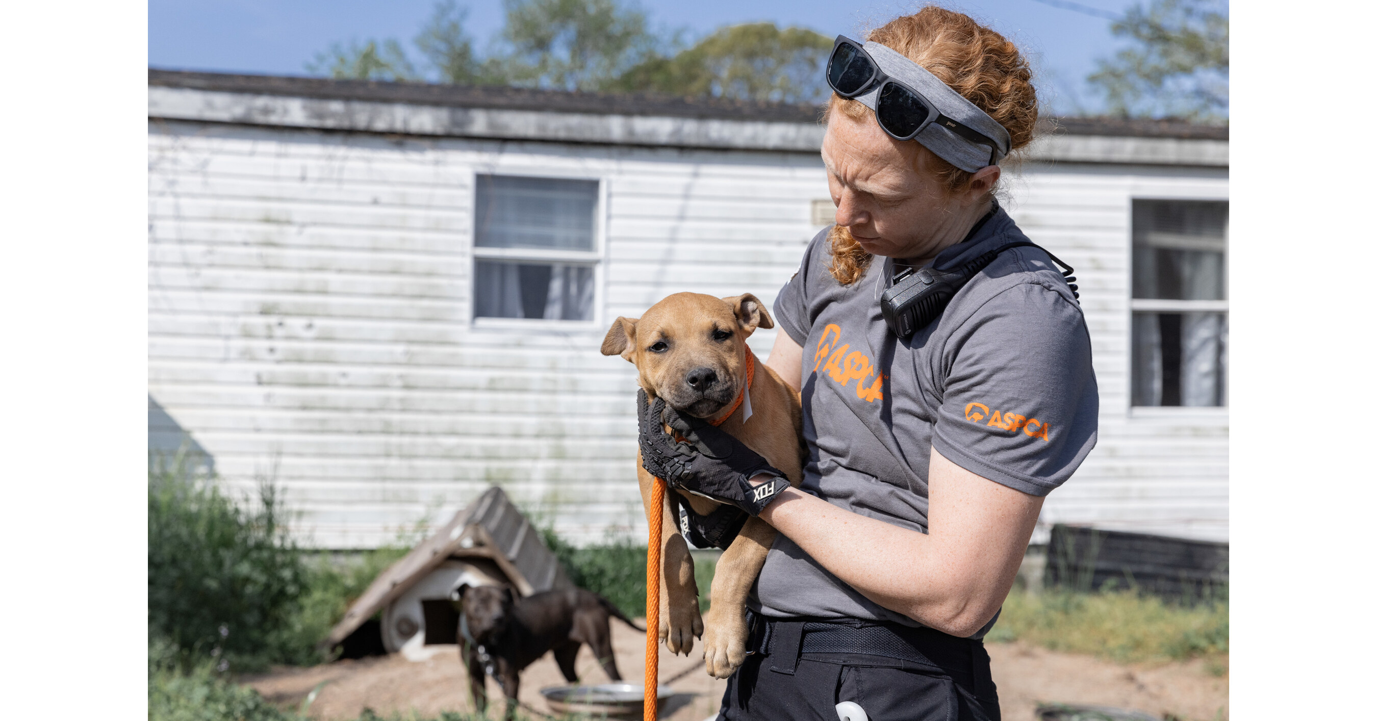 Dog Fighting Victims Stray Rescue Of St. Louis The Reality Of