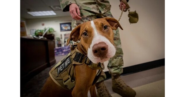 New Research to Examine the Impact of Service Dogs On Post Traumatic ...