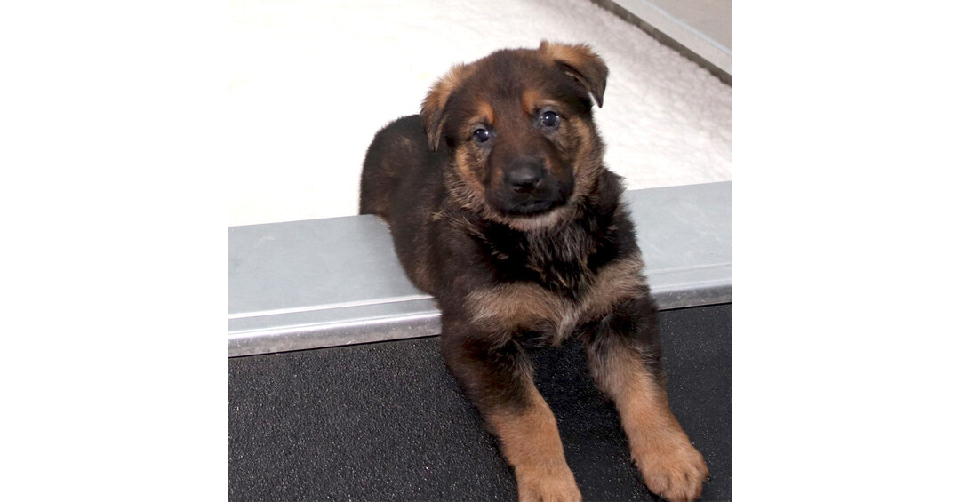 RCMP announces 2025 Name the Puppy Contest winners