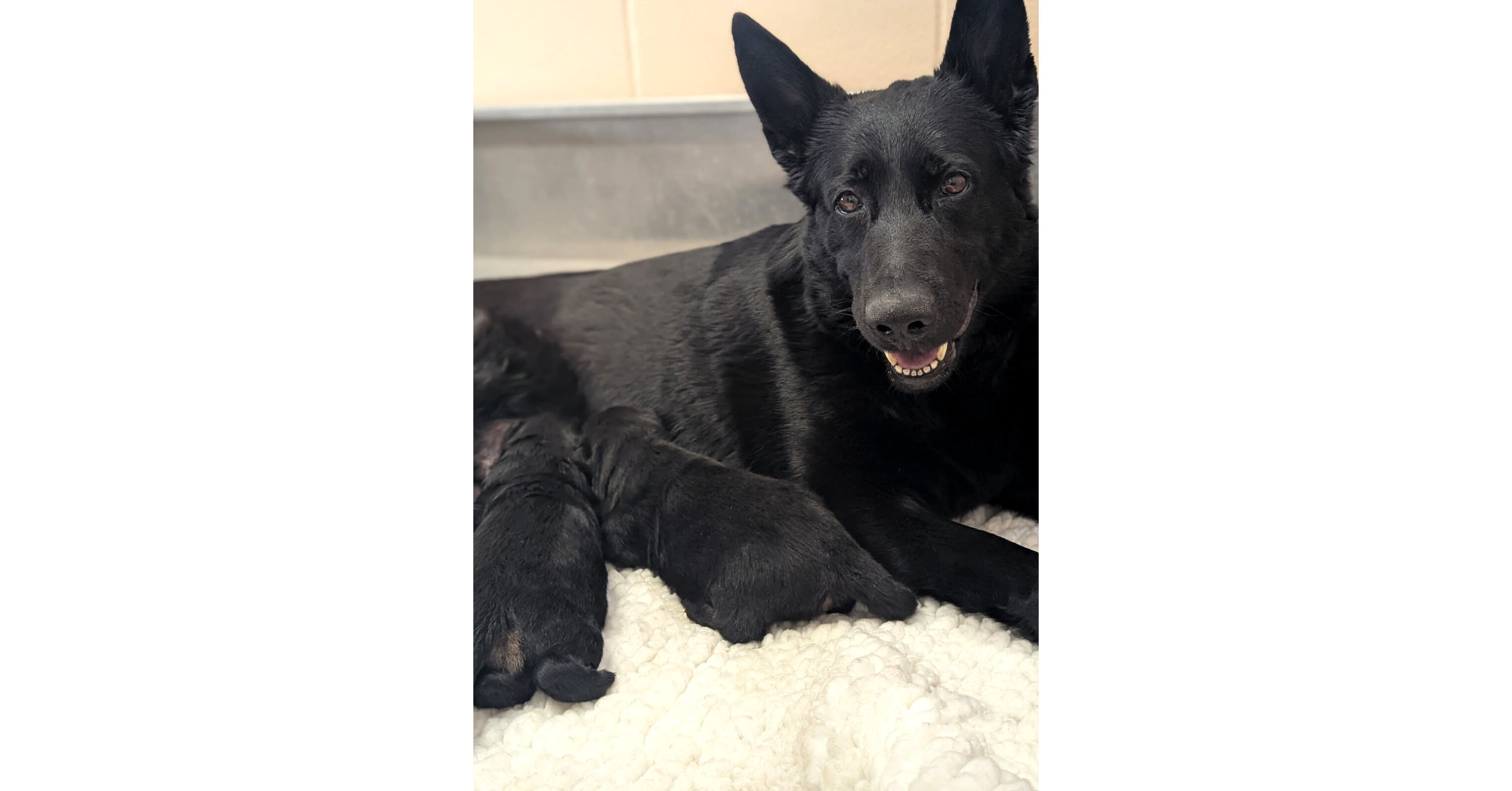 RCMP announces 2025 Name the Puppy Contest winners