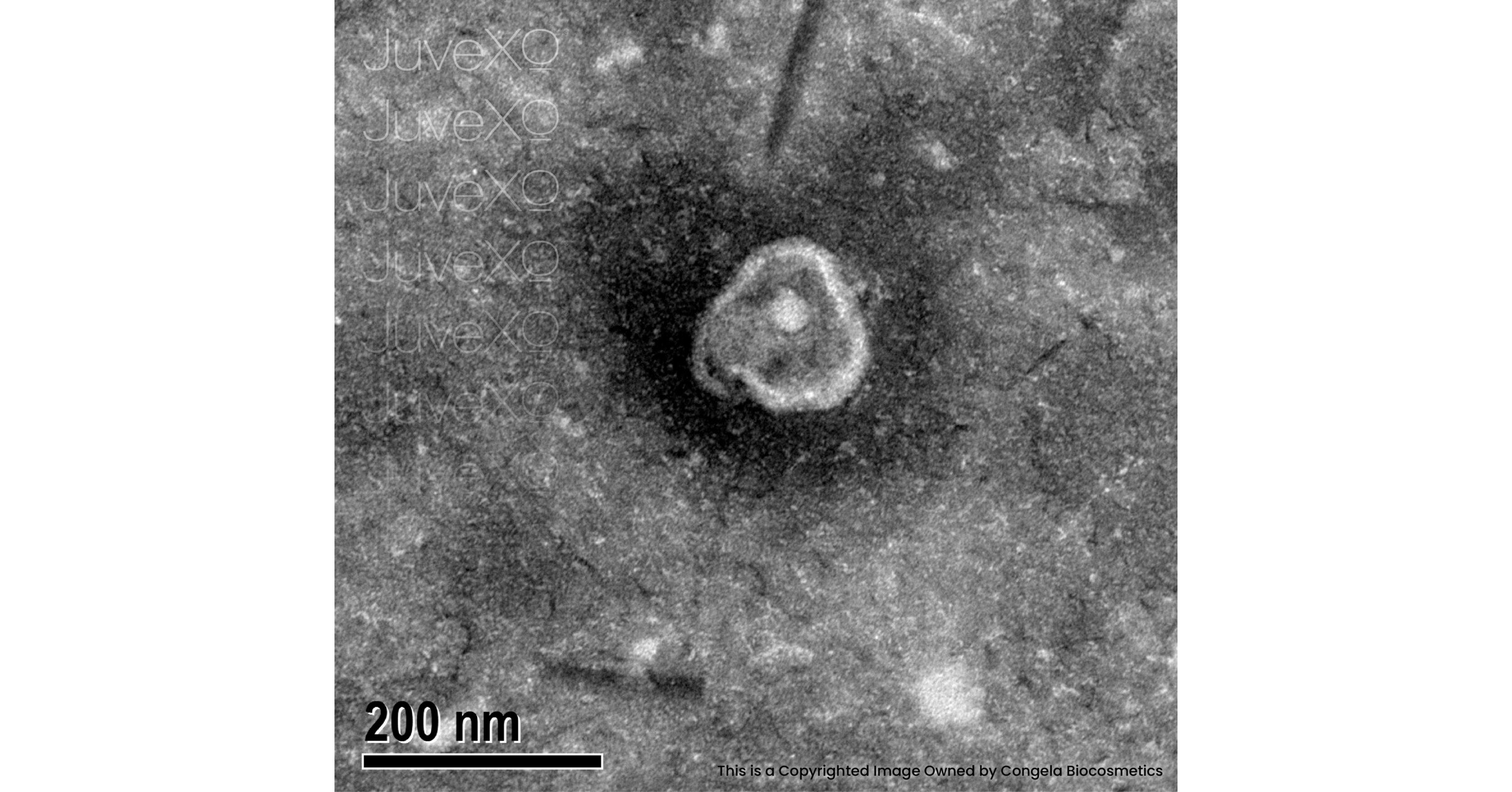 JuveXO® Unveils Verified Exosome Images, Setting a New Standard in ...