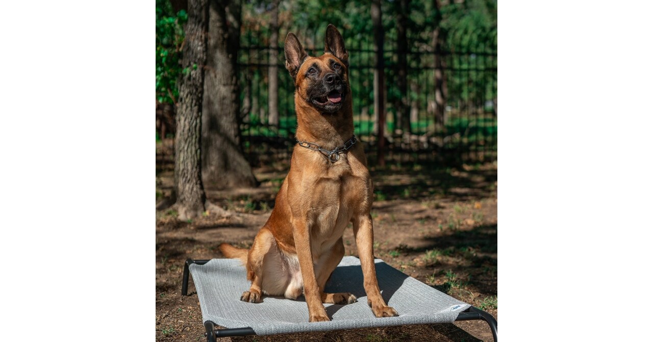 The World's Most Expensive Protection Dog Sells for Record-Breaking ...