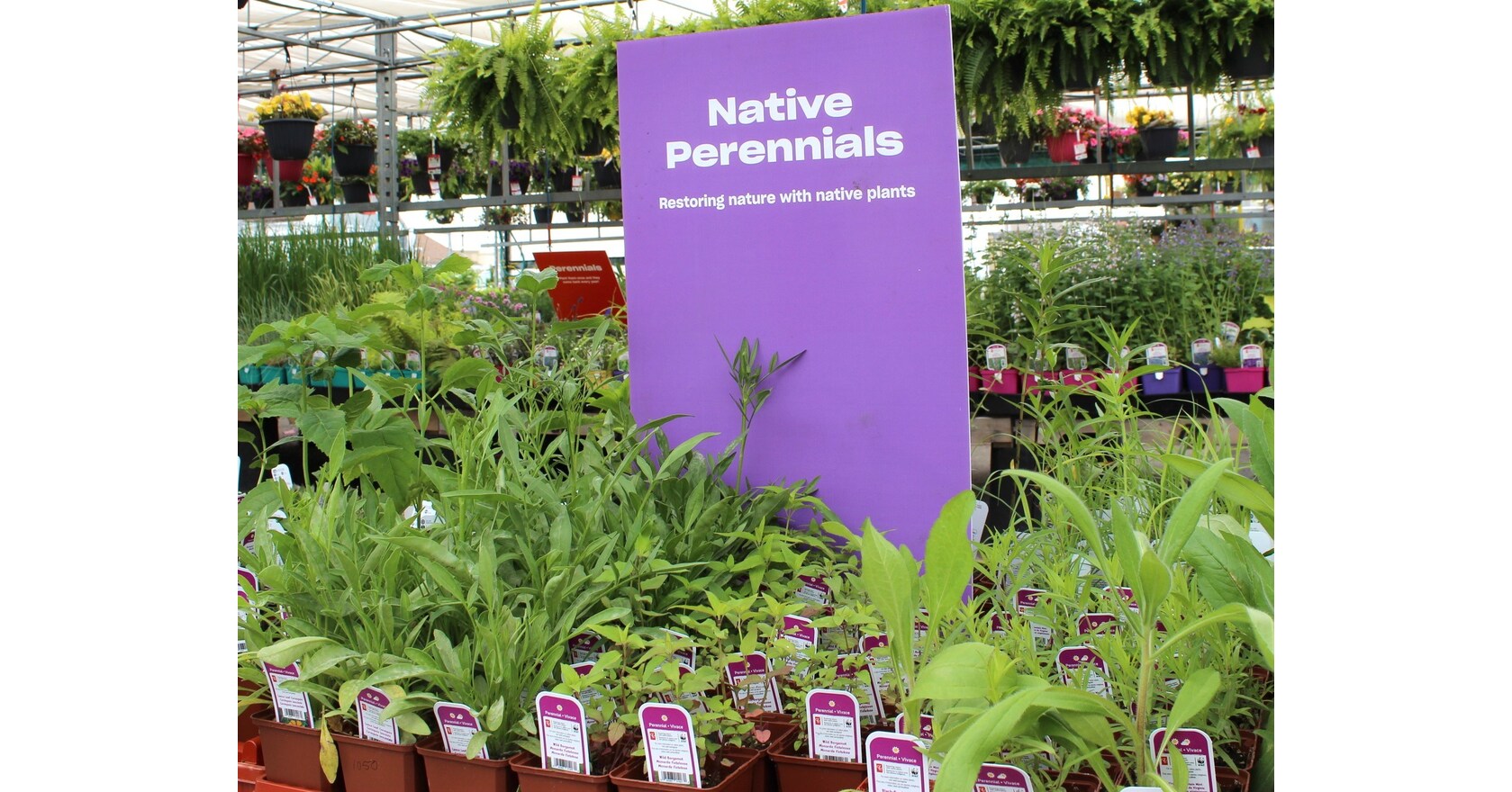 Shop locally, plant locally -- Canadian-grown native plants are ...