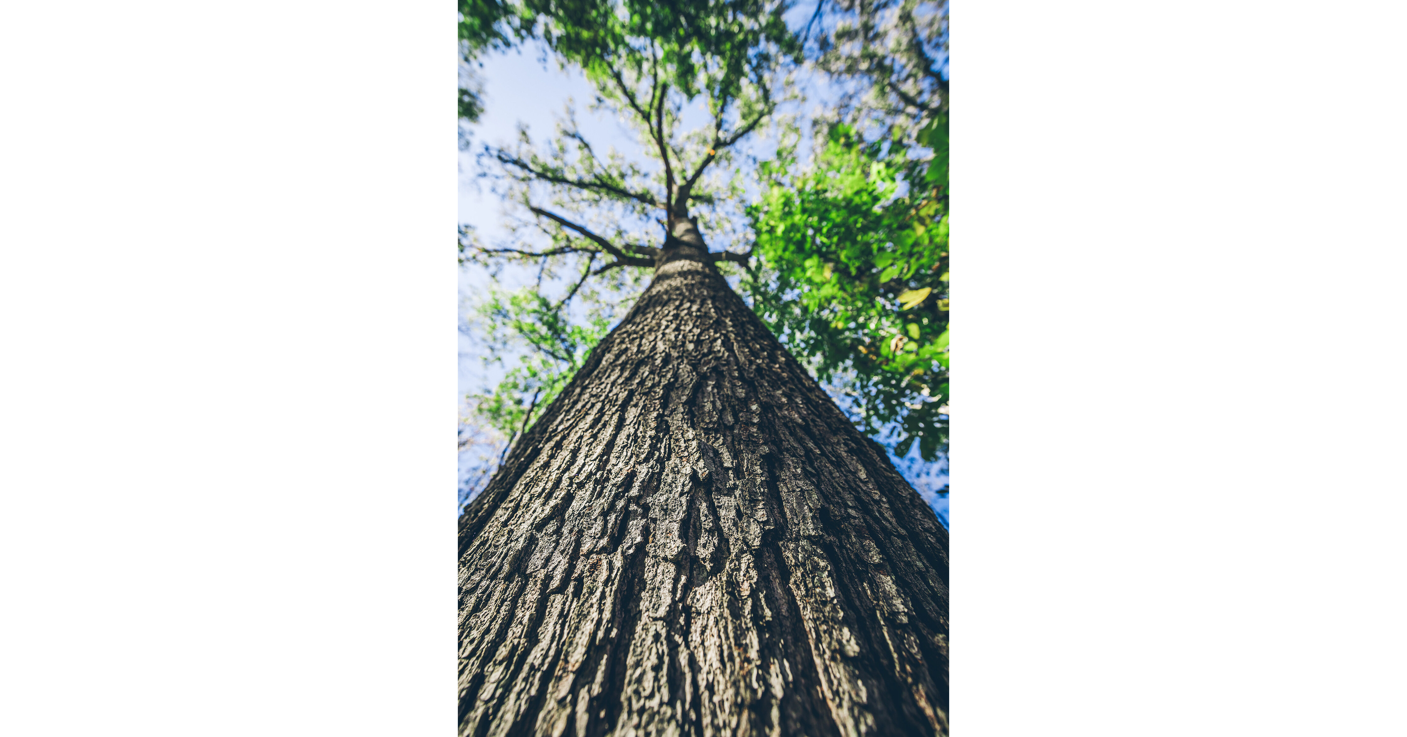 NativState Completes Third High-Quality Carbon Project Verification