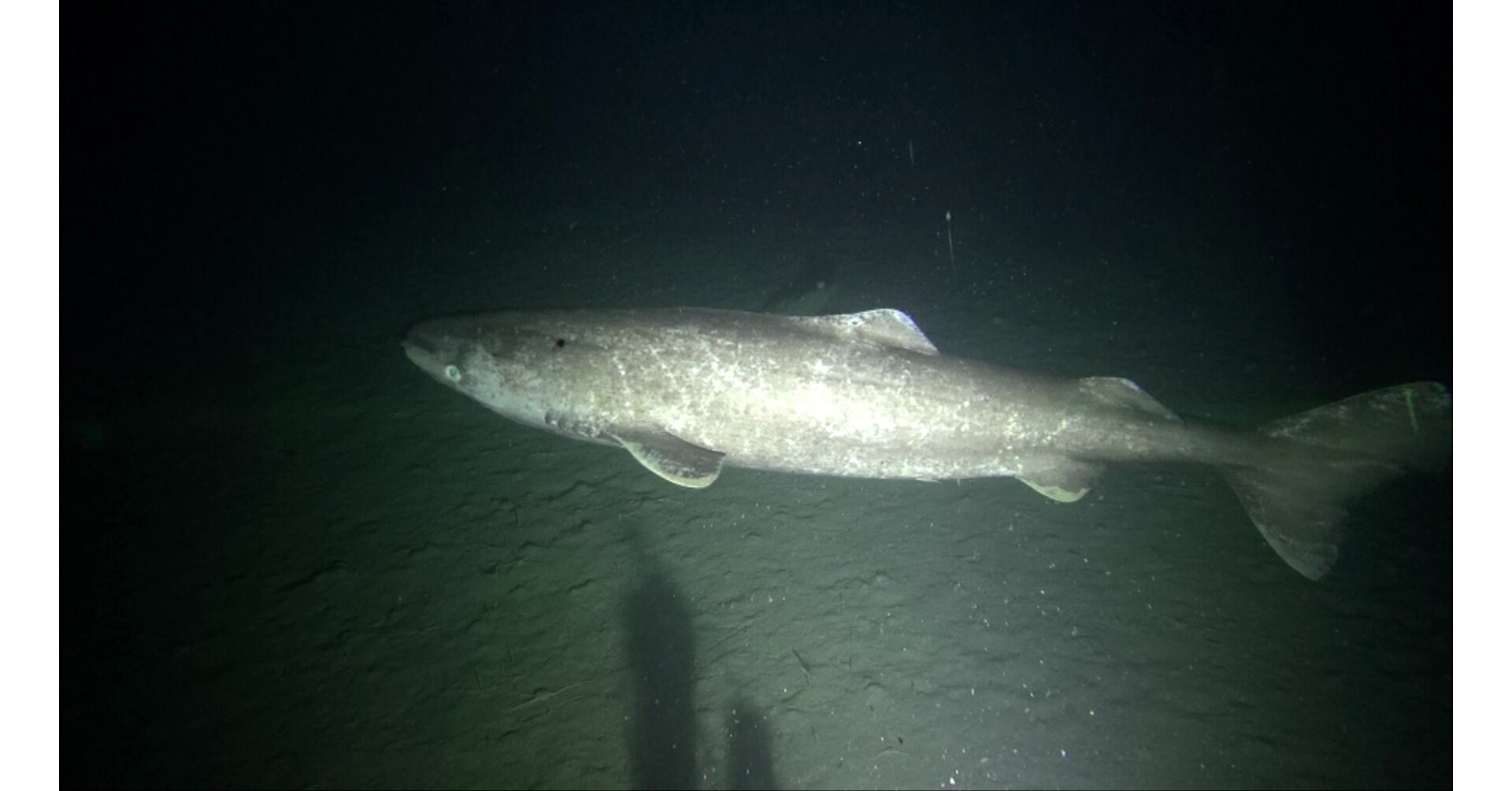 An iconic owl, the oldest shark, and the largest starfish