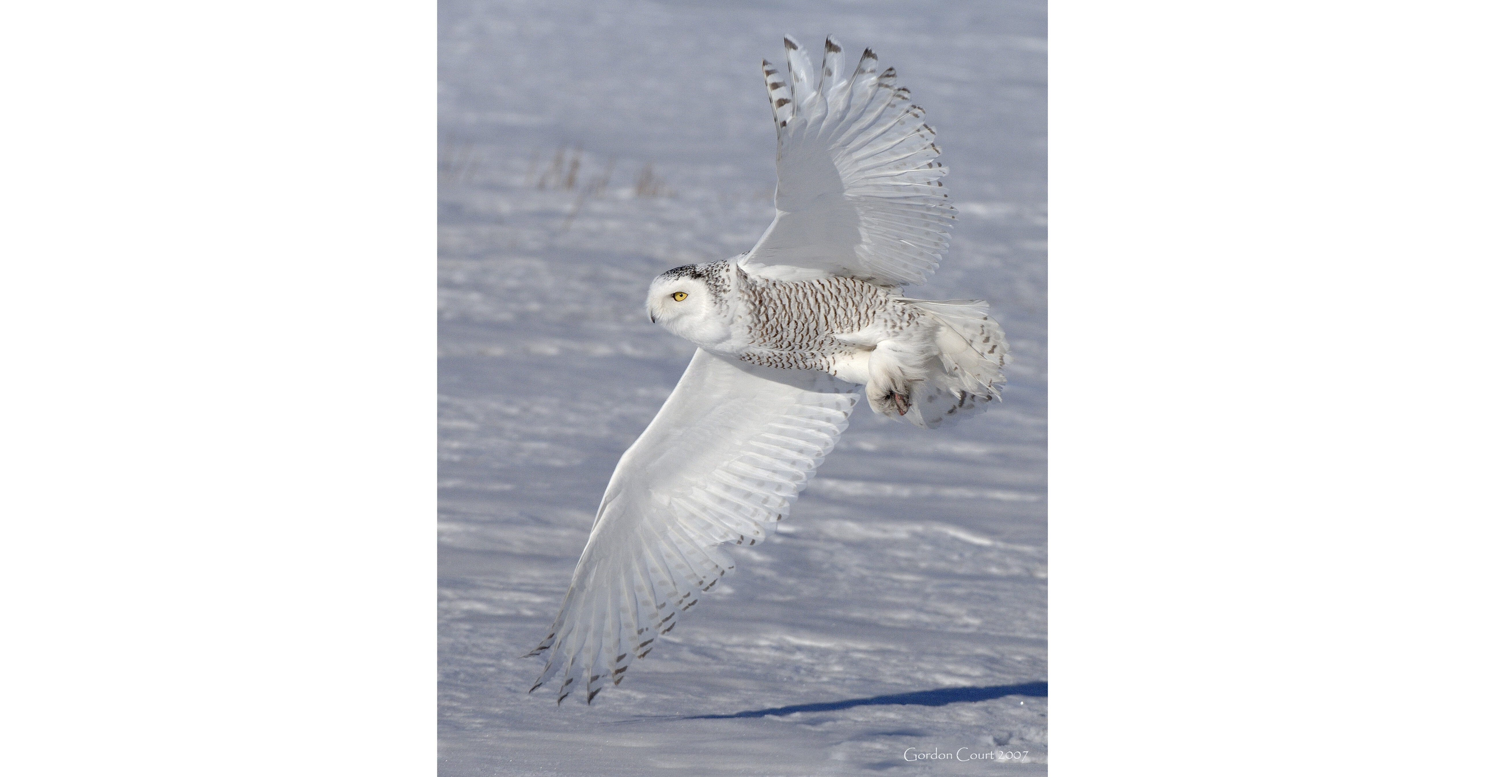 An iconic owl, the oldest shark, and the largest starfish