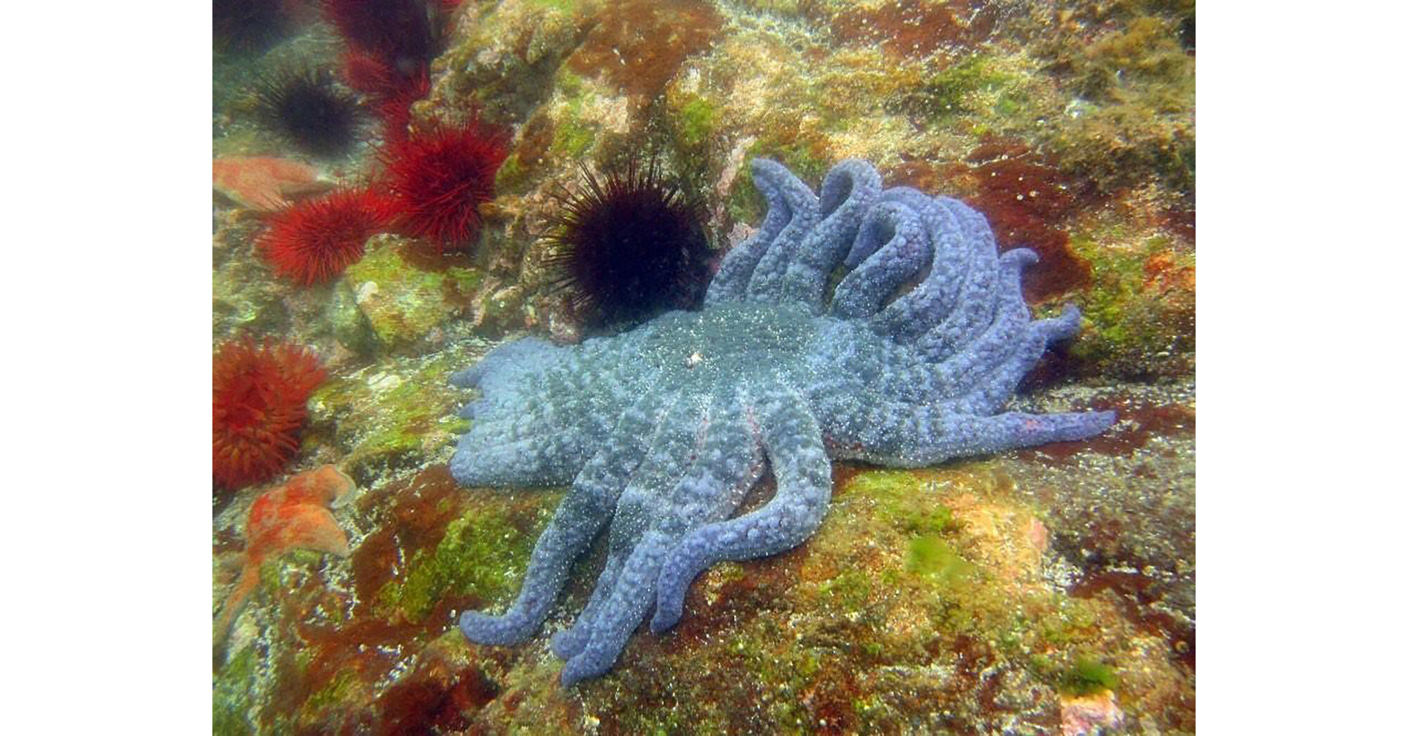 An iconic owl, the oldest shark, and the largest starfish