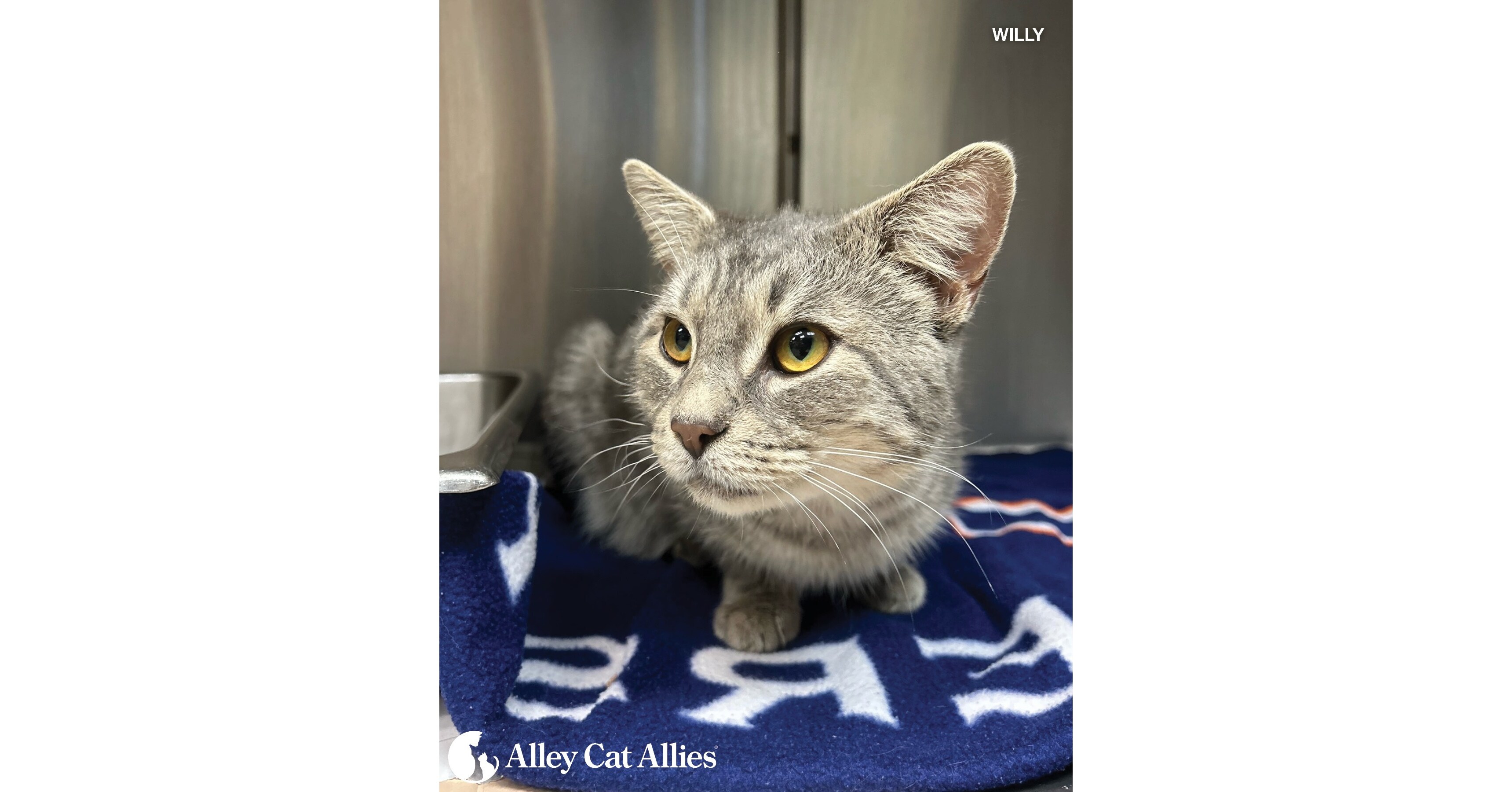 Alley Cat Allies Reaches 5000 Cat Milestone in Atlantic County, NJ Trap ...