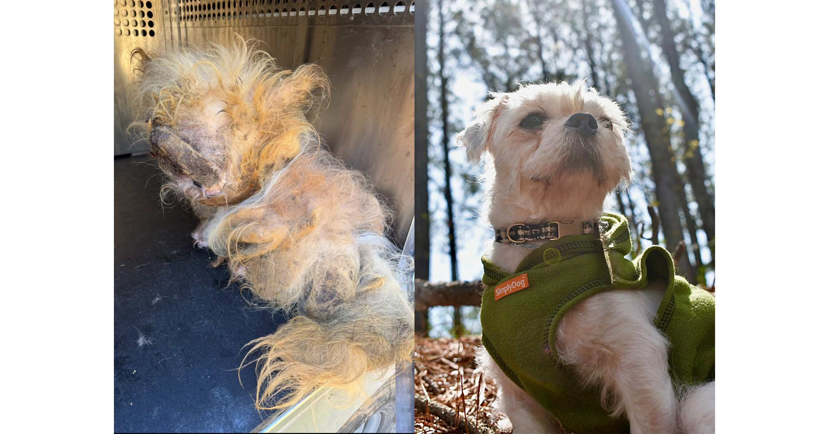 Wahl® Pledges $15,000 to Animal Shelters, Calls on Public to Choose Top ...