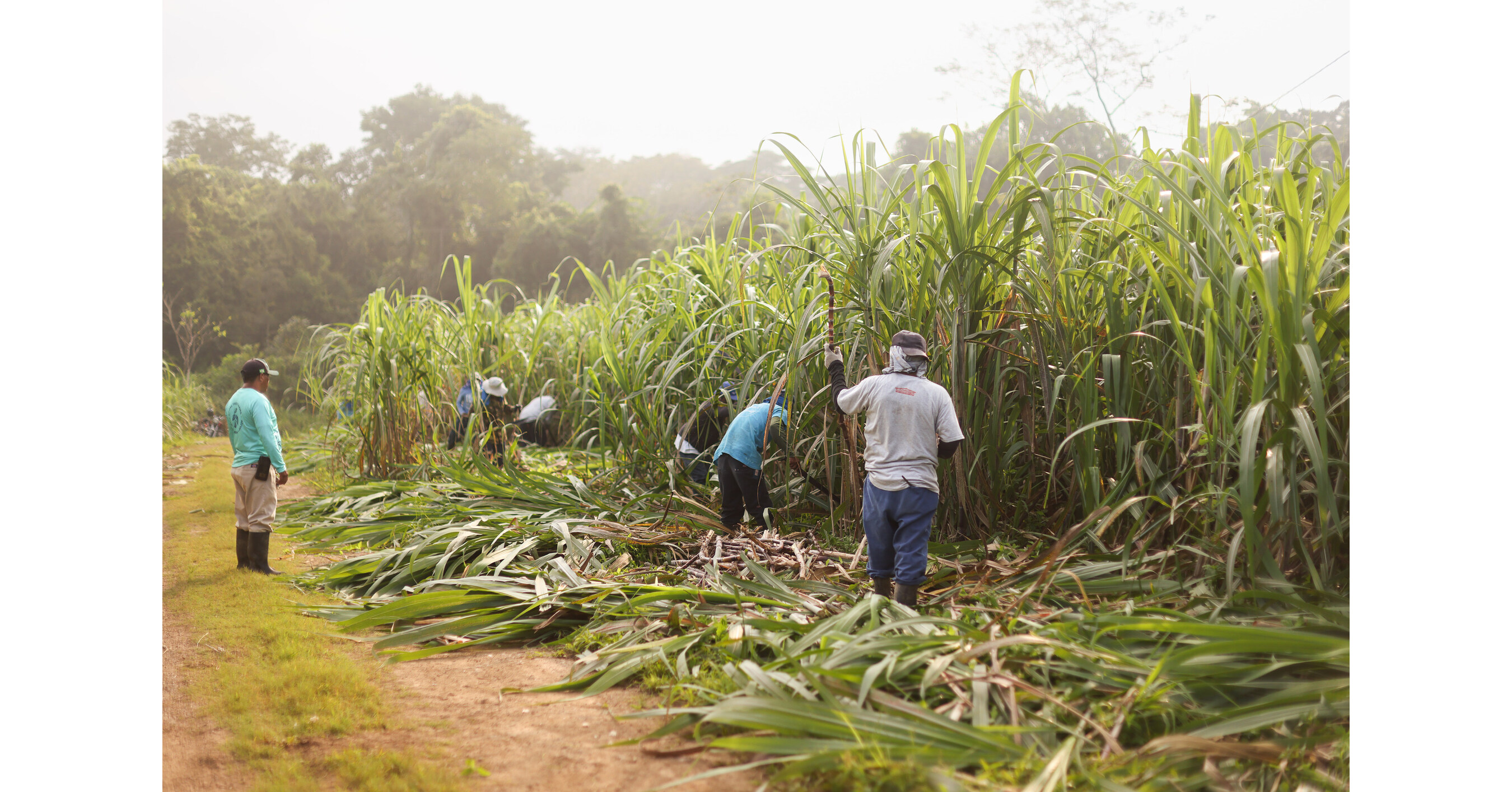 Comment un rhum bélizien est en train de redéfinir la durabilité dans l ...