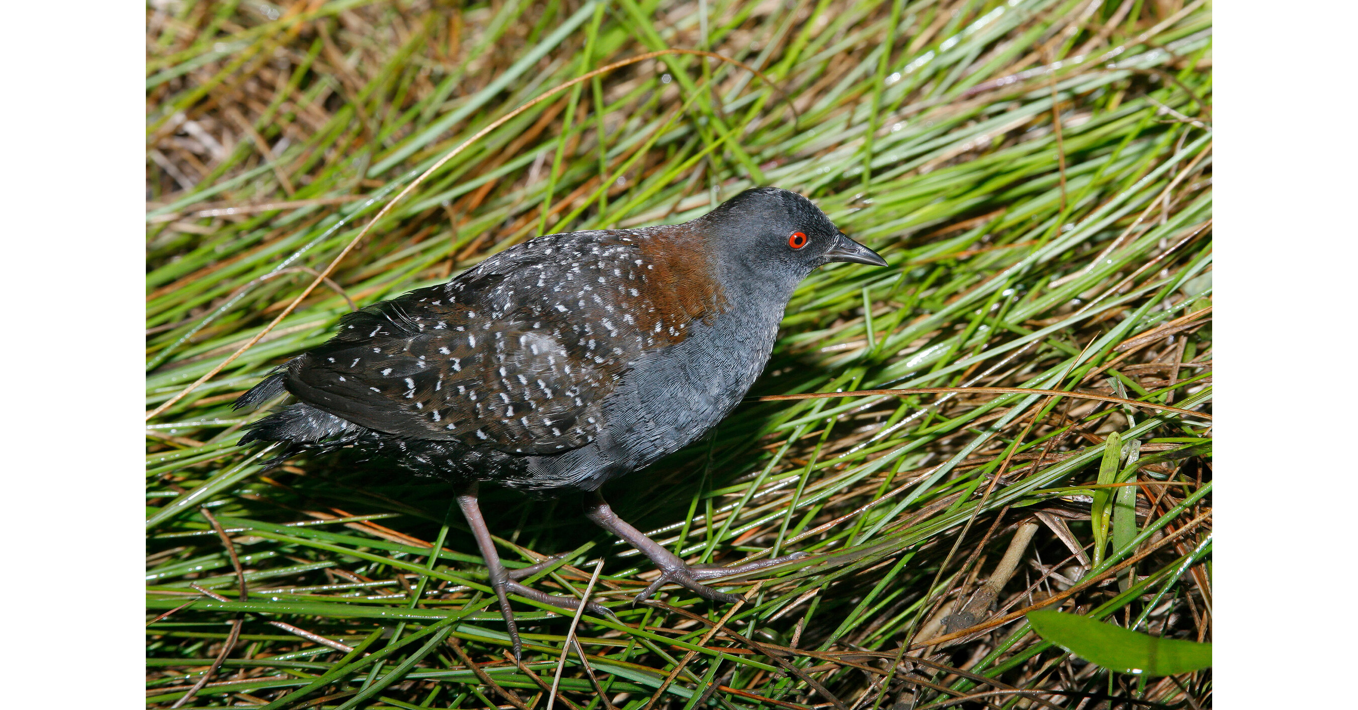 Conservation Equity Management and Ironwood Resource Advisors Announce ...