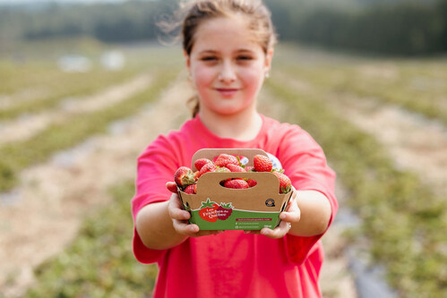 Les fraises de champs du Québec sont là : l'été peut officiellement ...