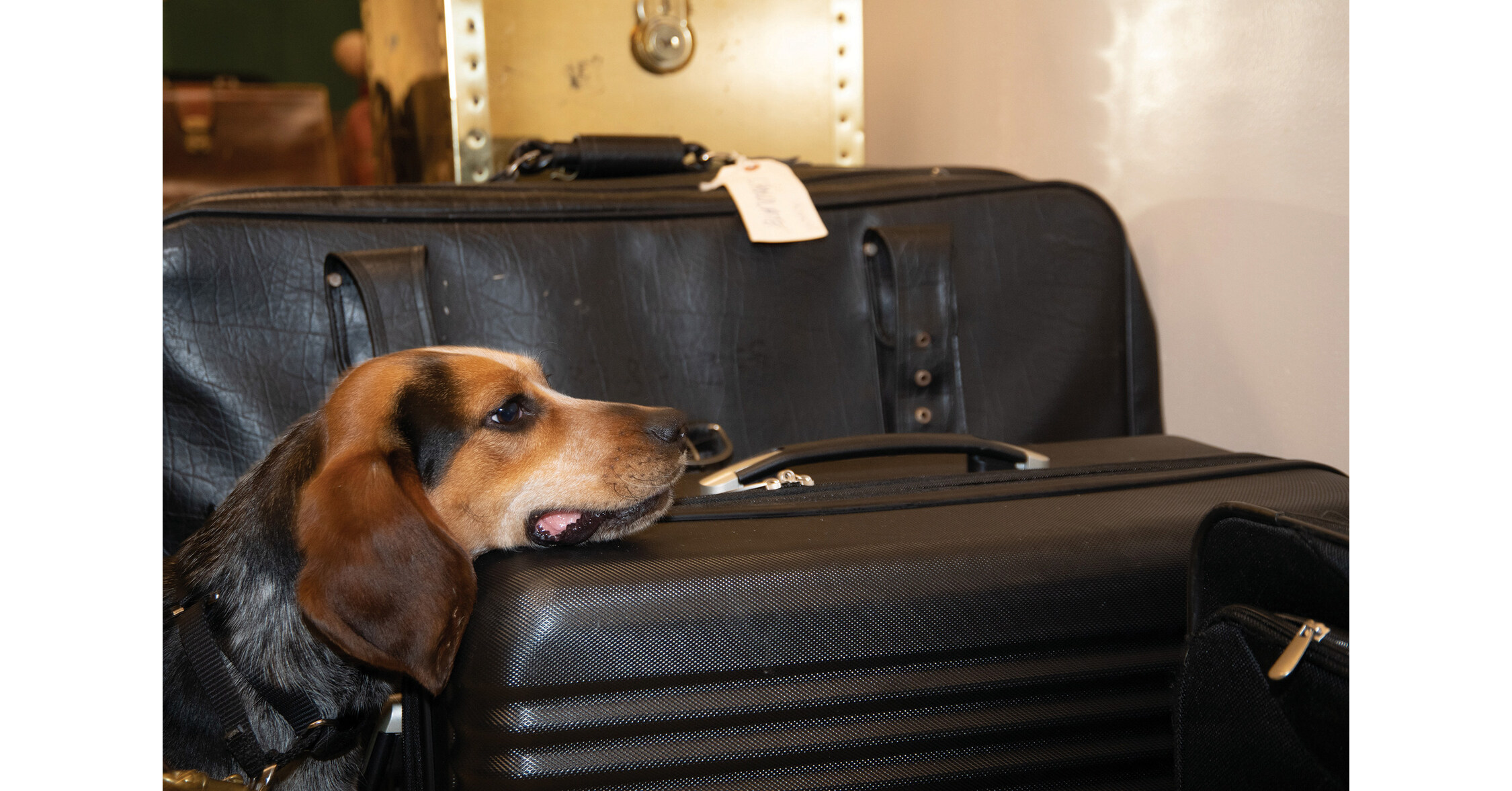 Detector Dogs: Agriculture's Best Friend