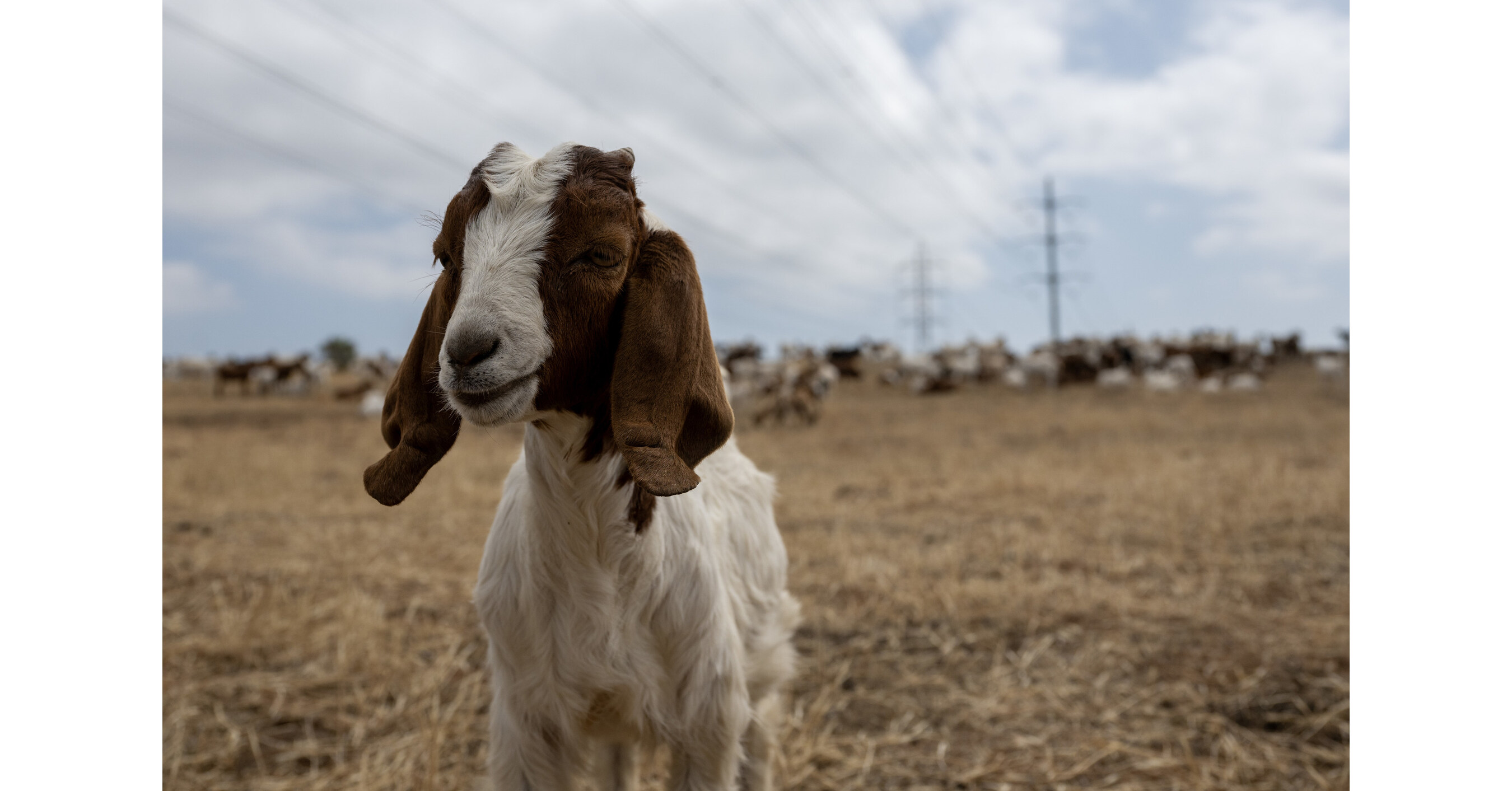 They're Baaaa-ck: SDGE Deploys 300 Goats in San Diego, Launches ...