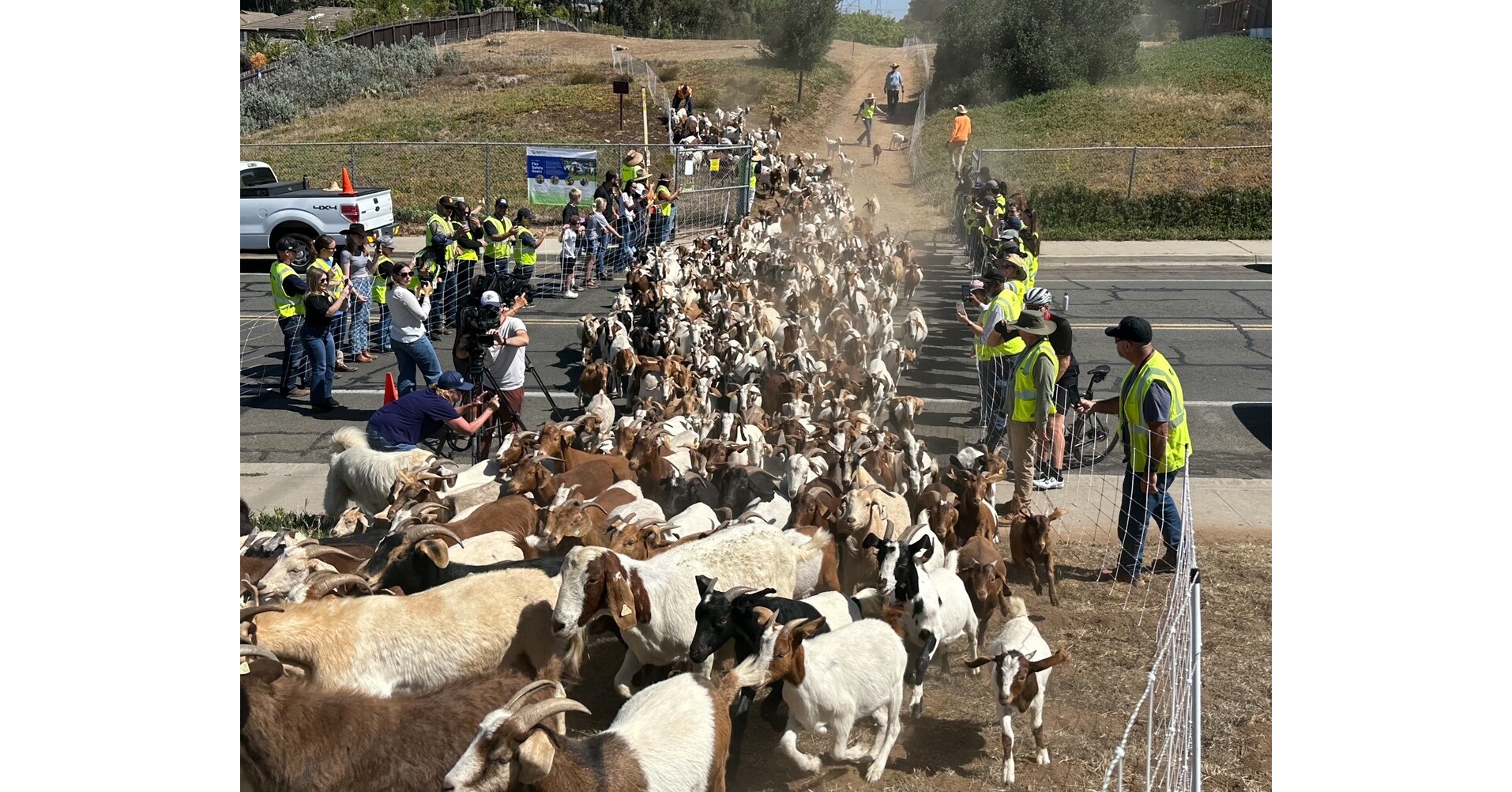 They're Baaaa-ck: SDGE Deploys 300 Goats in San Diego, Launches ...