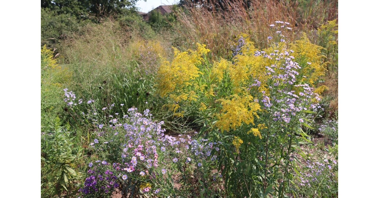 407 ETR and Canadian Wildlife Federation expand pollinator habitat ...