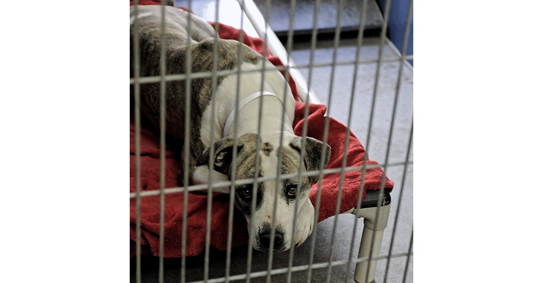 The Little Red Dog Launches July Fundraiser and Holiday Safety Tips