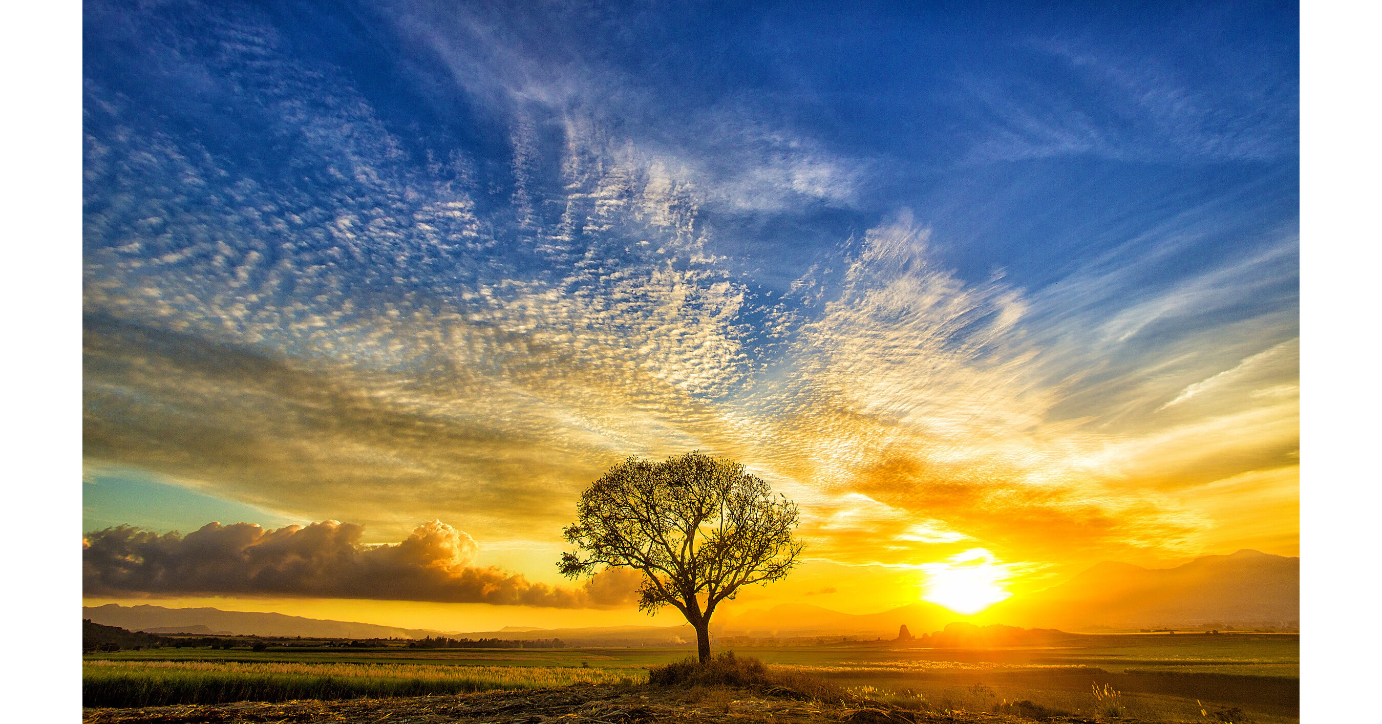 Calgary's hometown carrier, WestJet, unveils six new ways to chase the ...