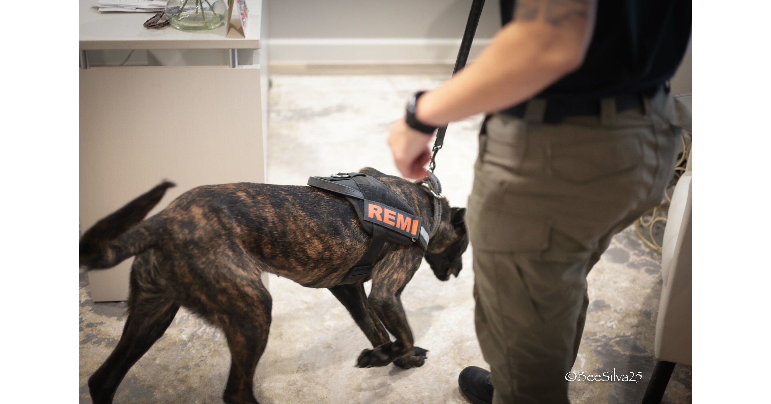 Toxic Mold Is Making Americans Sick--Mold Dog Knows Is the First 3rd ...