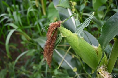 PepsiCo and Cargill Collaborate to Empower Farmers by Advancing ...