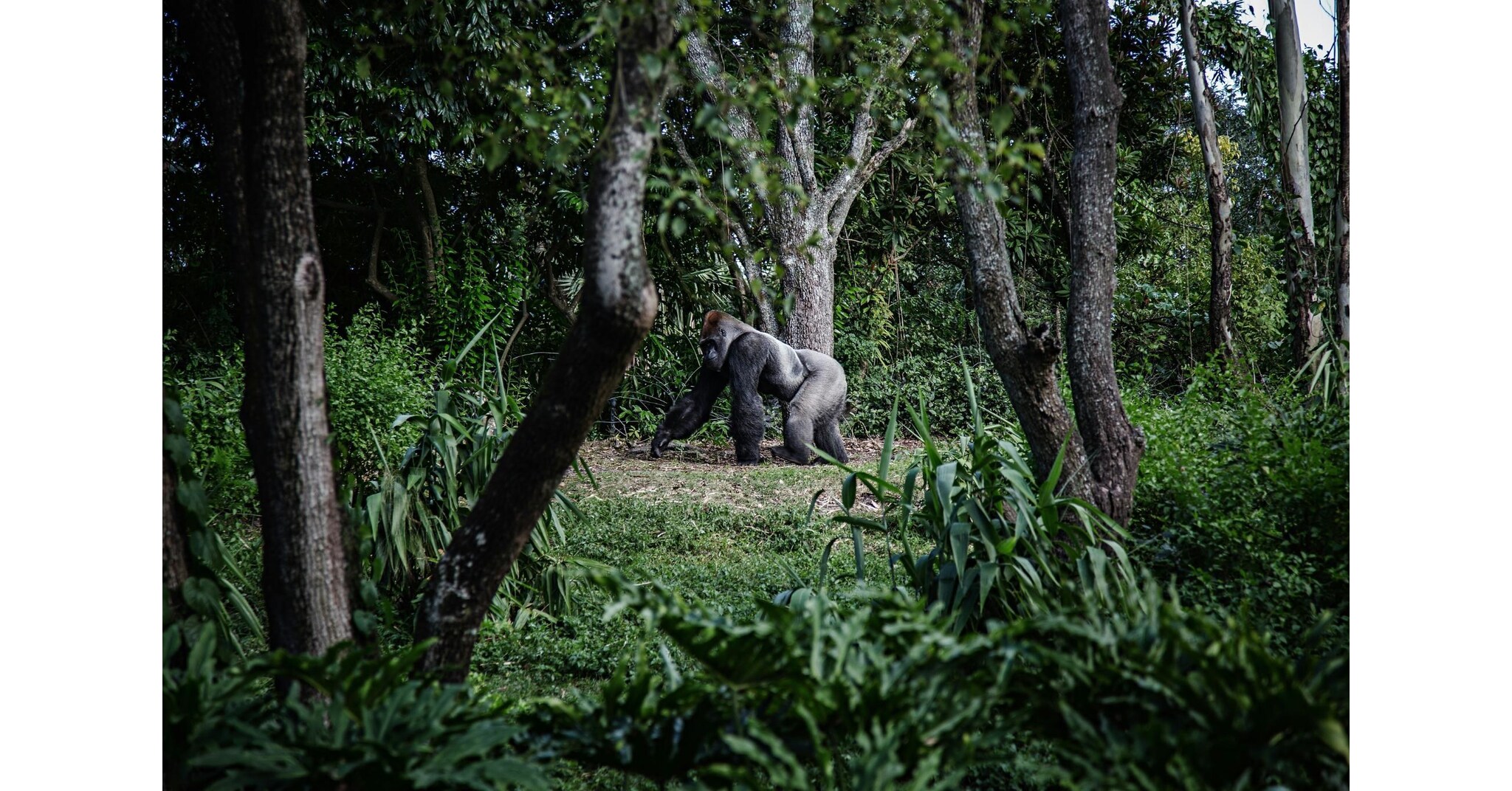 TerraFauna Journeys Redefines Luxury Travel with Conservation-First ...