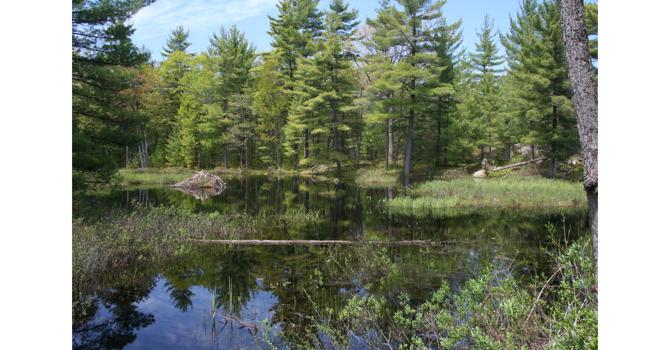 Canada Can't Water Down Ontario's Wetland Loss in Global Treaty Talks
