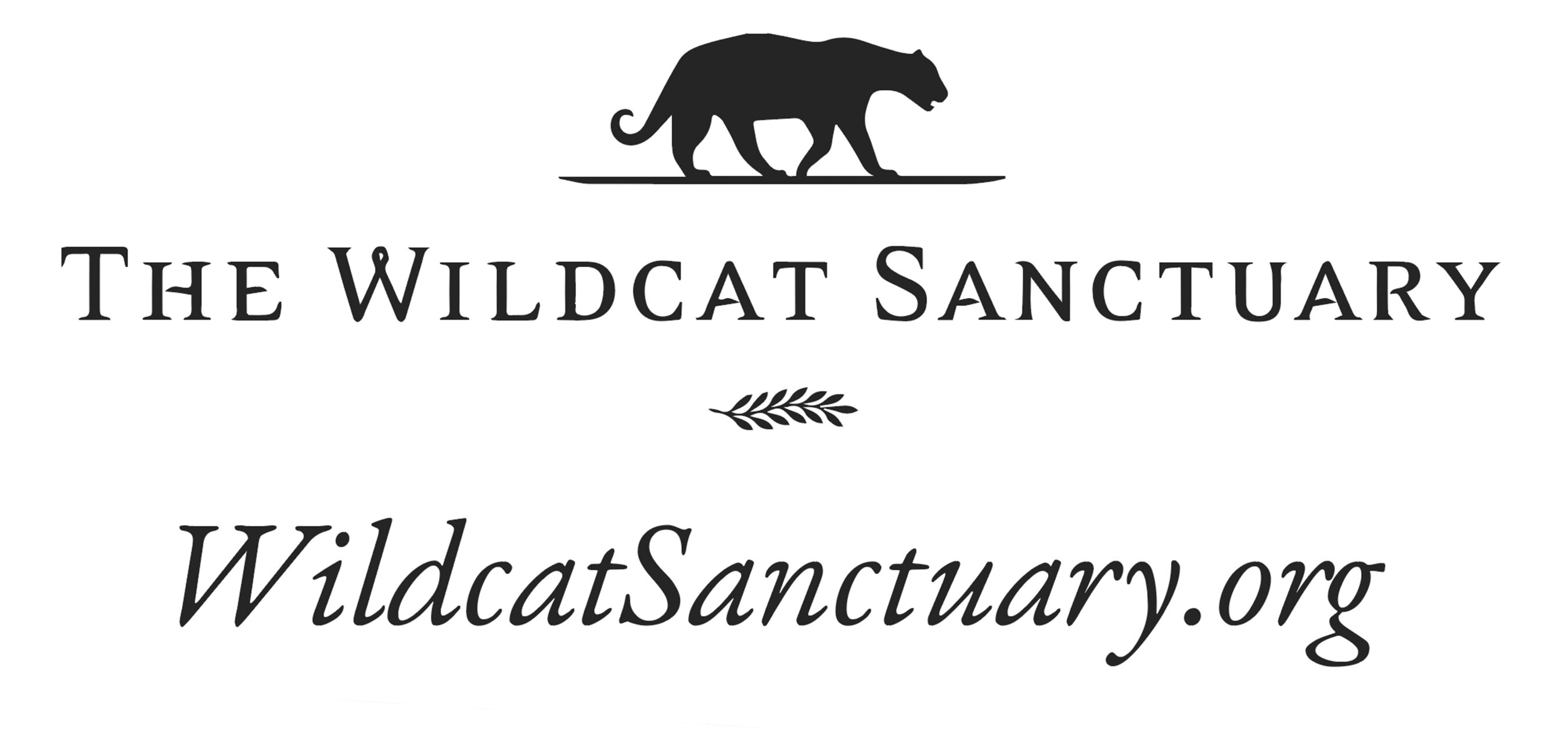 Wildcat Sanctuary leads international rescue to help orphaned lion cub ...